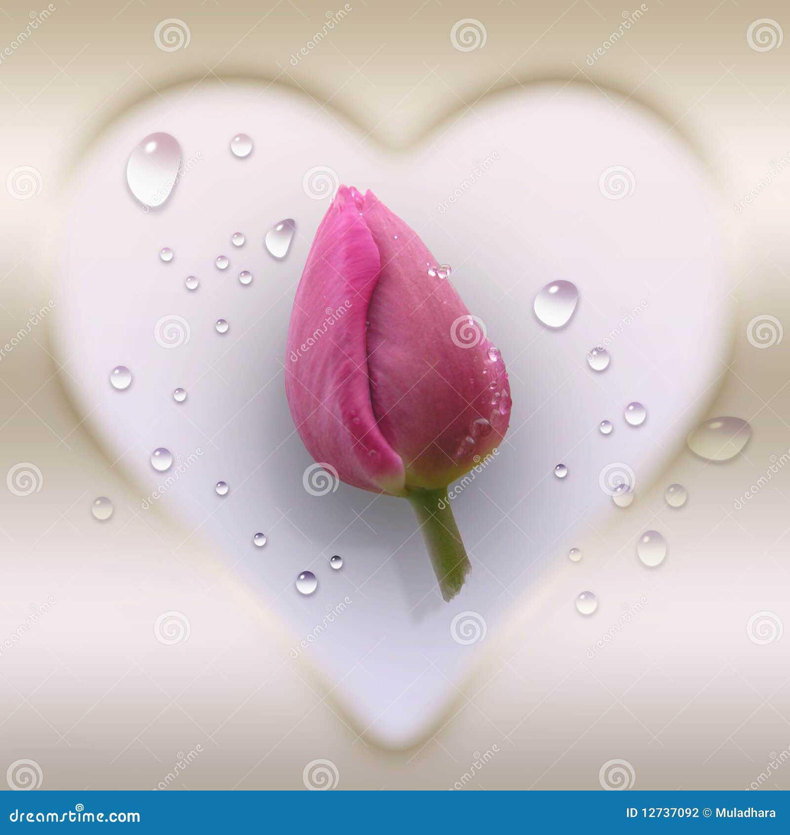 Tulip stock photo. Image of leaf, flora, floral, florist - 12737092