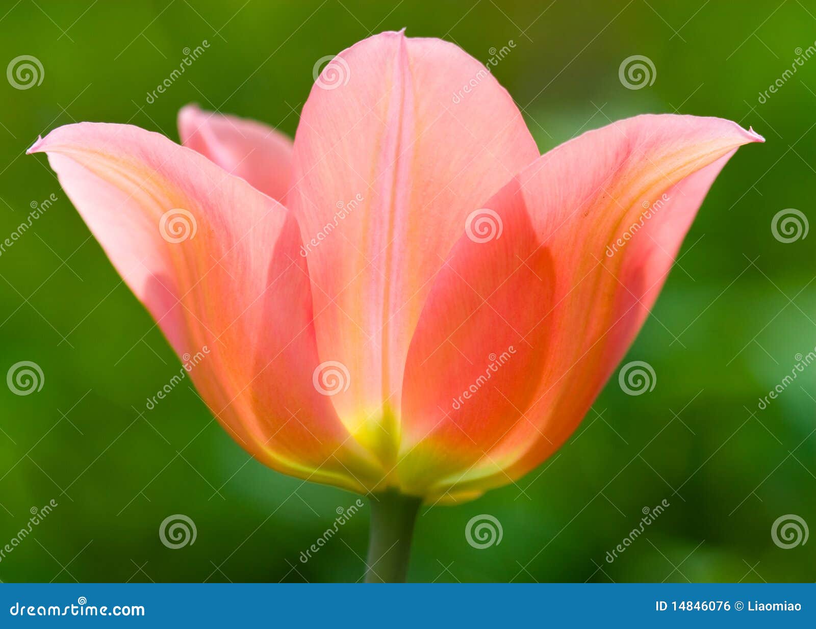 Tulip stock photo. Image of colors, blossoms, individual - 14846076