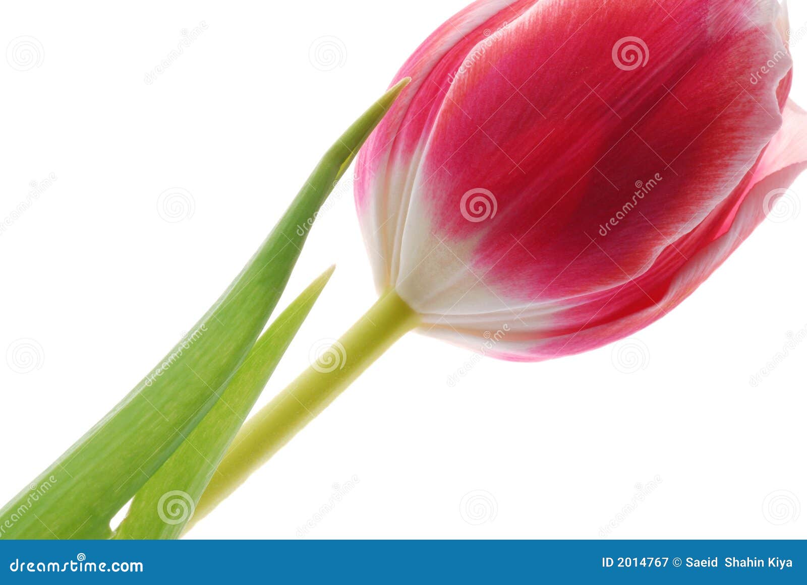 Tulip Picture. Image: 2014767