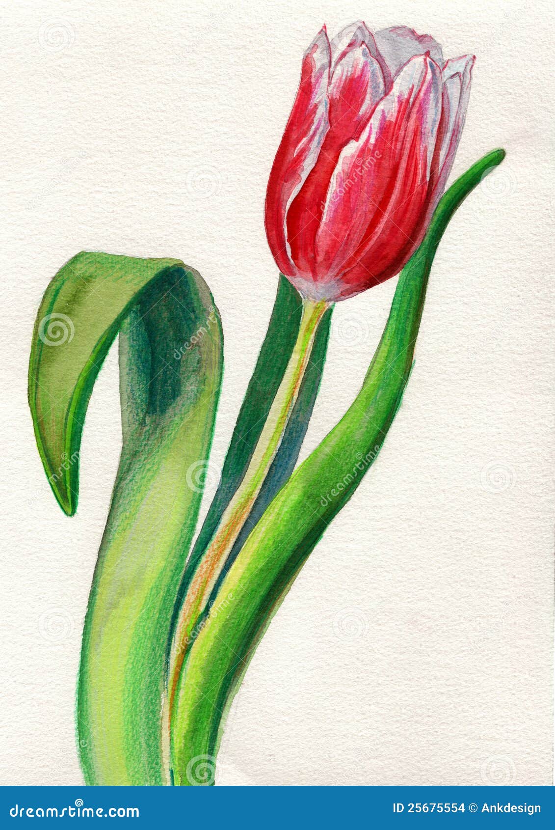 Tulip stock illustration. Illustration of romance, graphic - 25675554