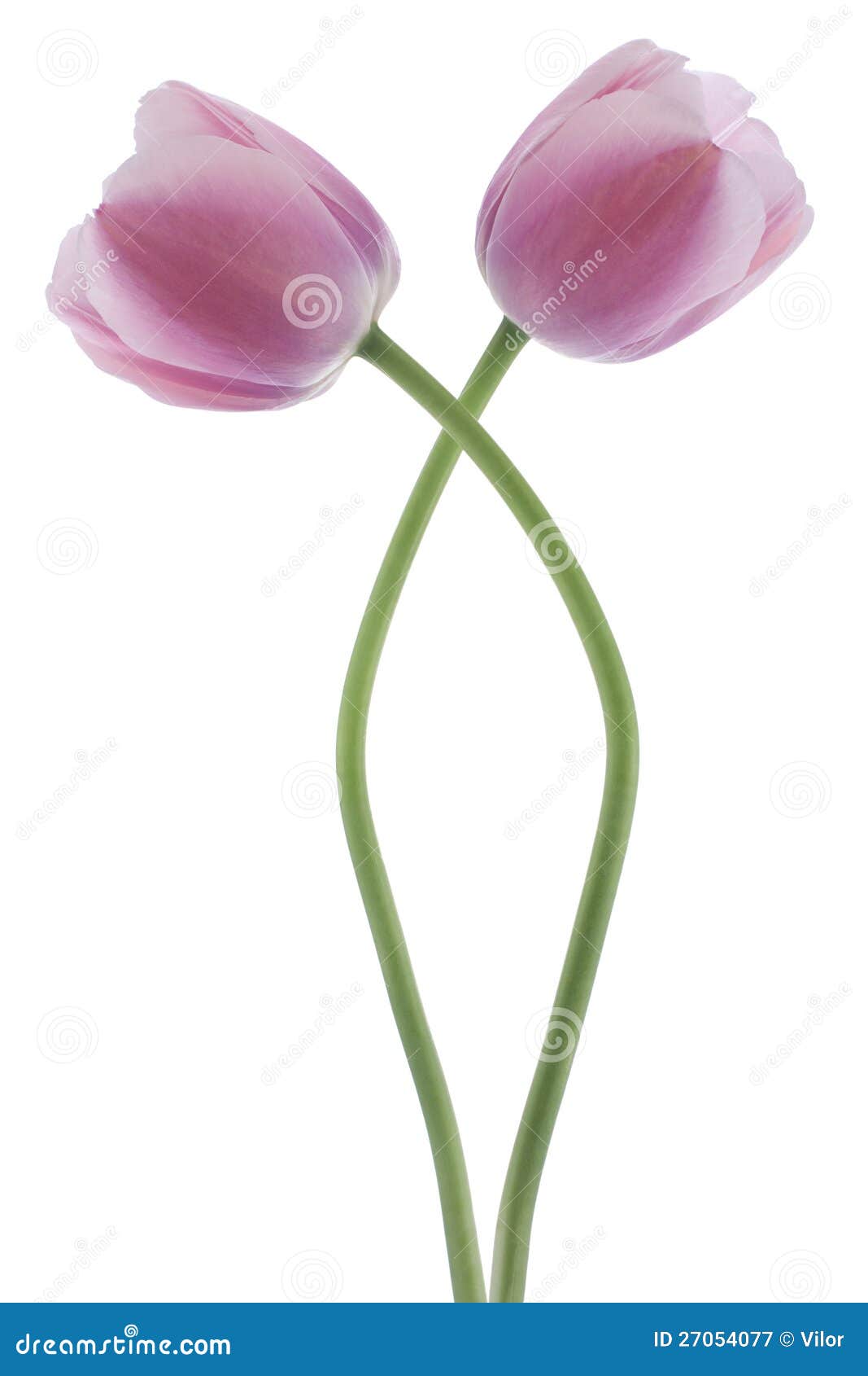 Tulip stock image. Image of bloom, bouquet, design, flowering - 27054077