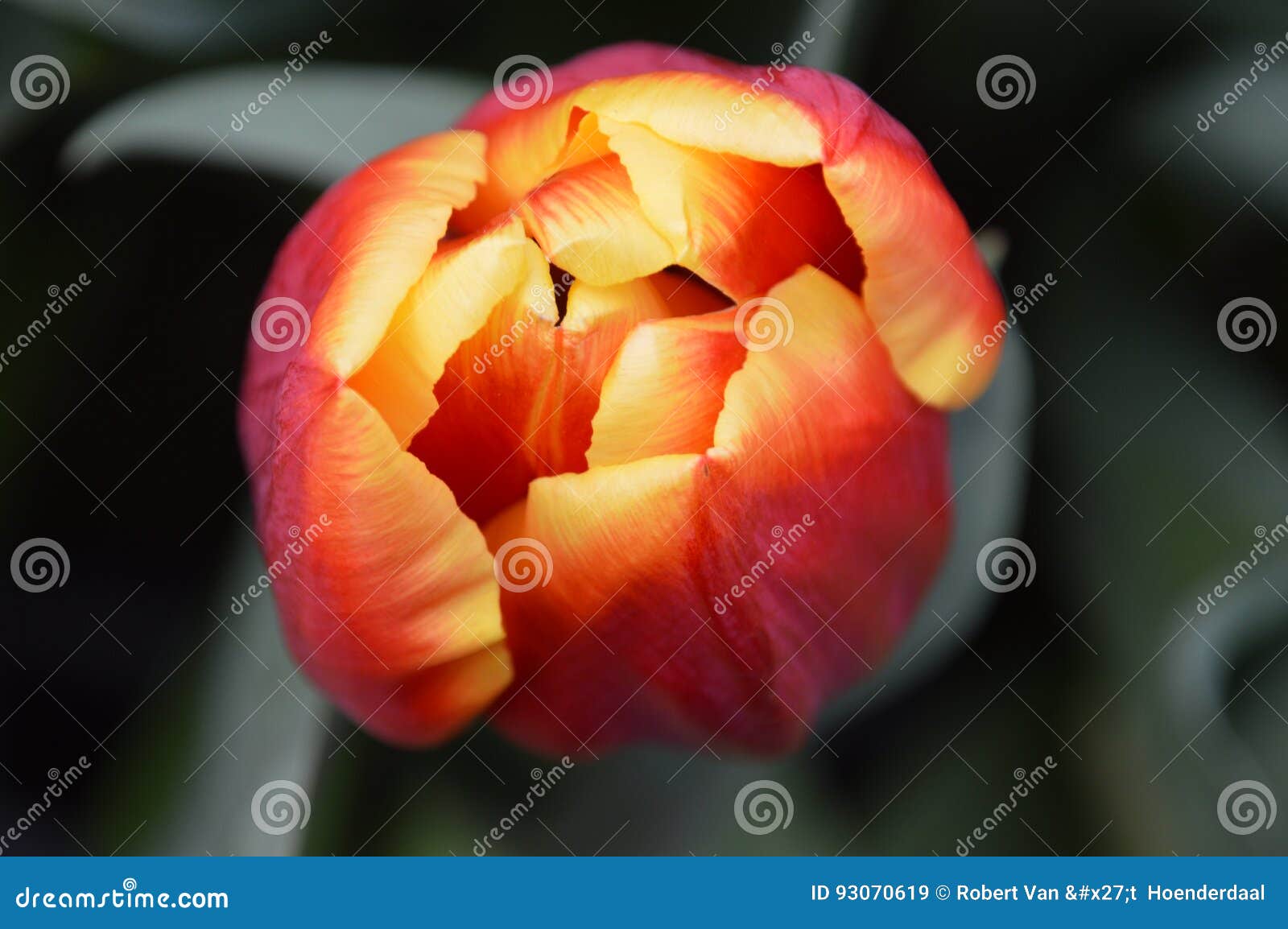 Tulip from Above Roja Y Amarilla Imagen de archivo - Imagen de primer ...