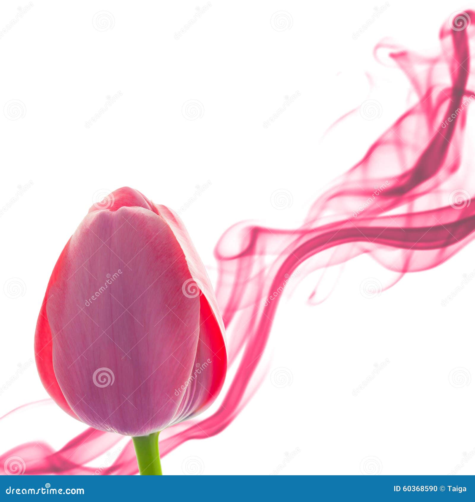 Tulip Abstract Background with Design Element on White Stock Photo ...