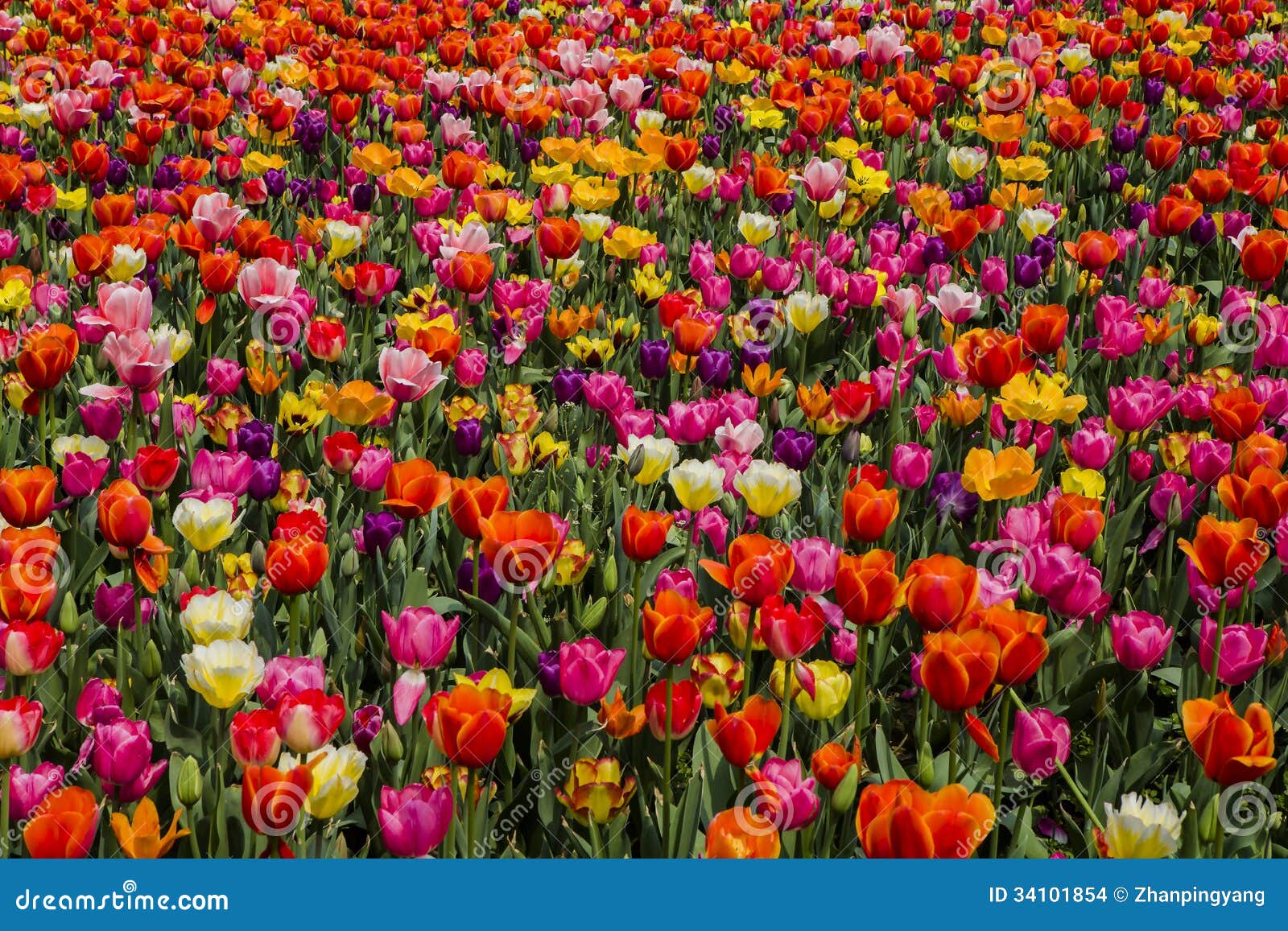 Tulip array stock photo. Image of array, tulip, alive - 34101854