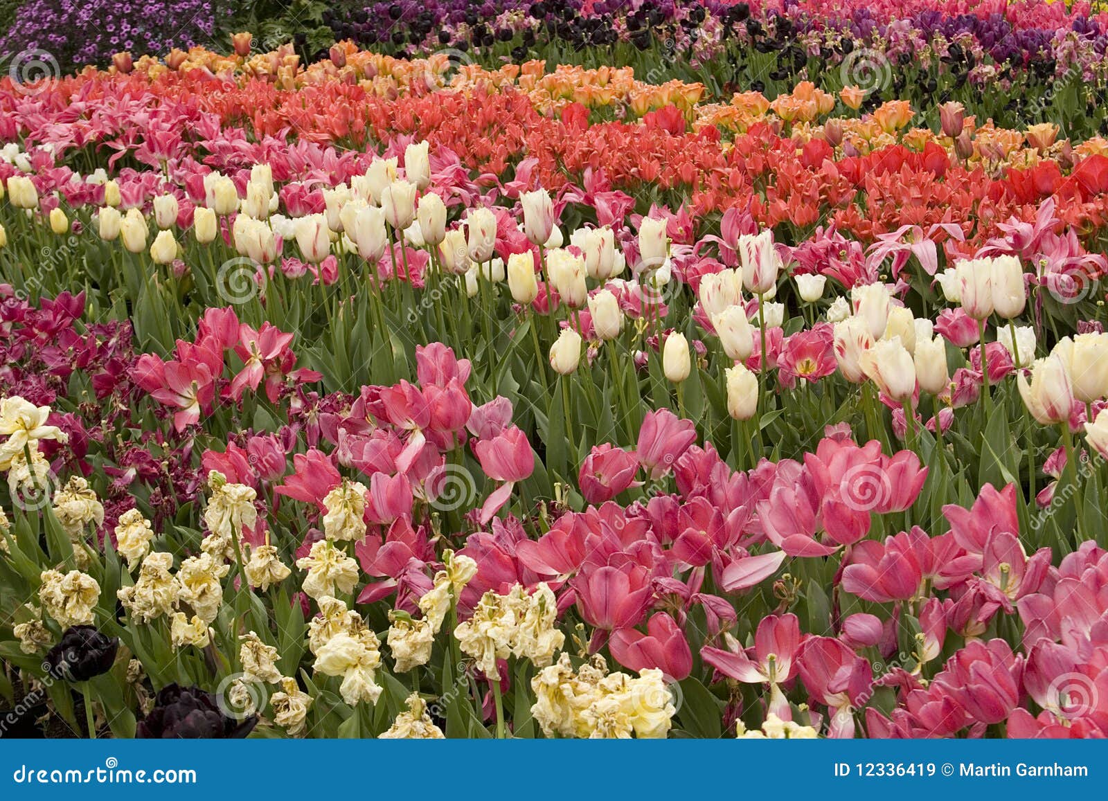 Tulip Assorted stock image. Image of fragrant, beauty - 12336419