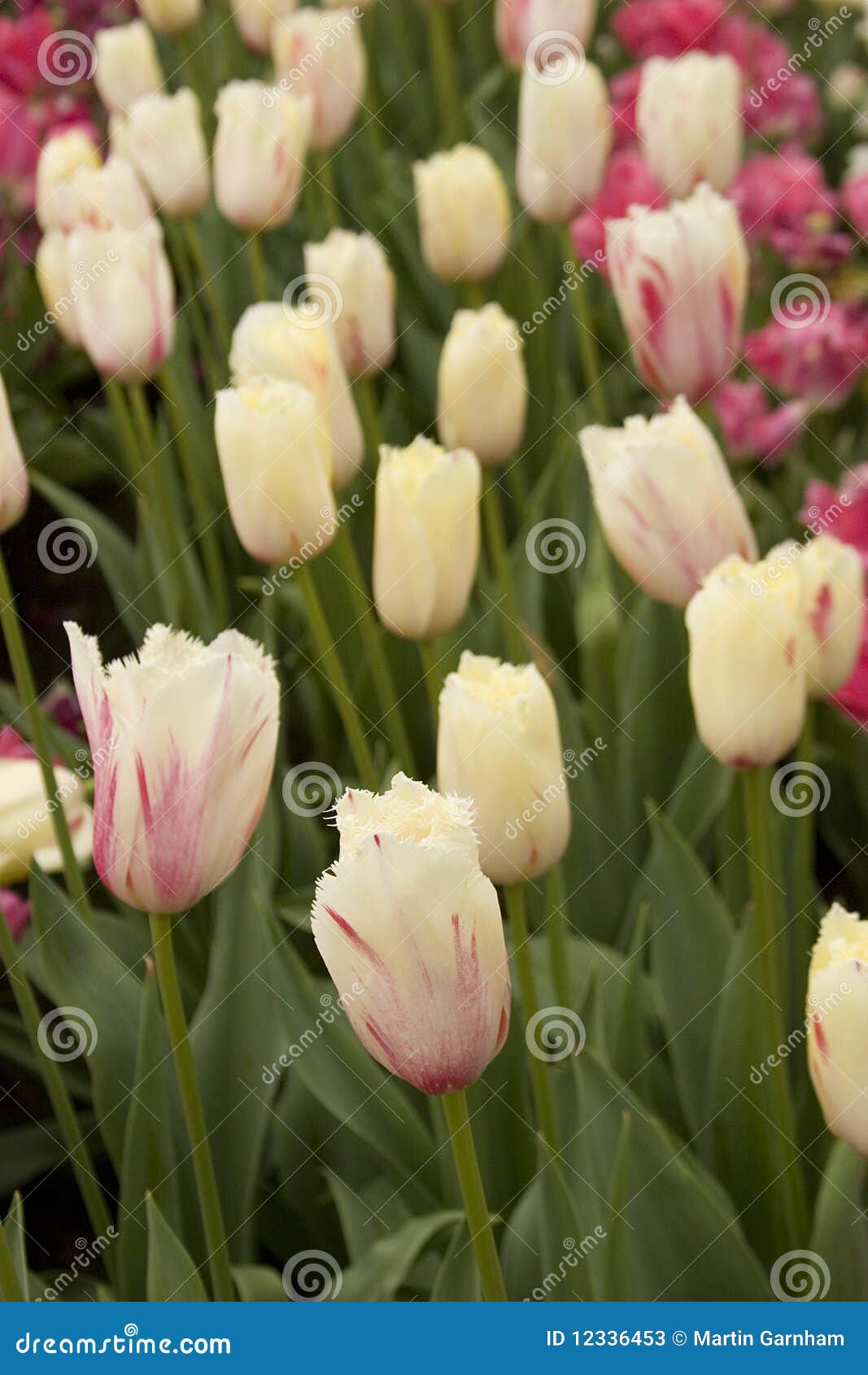 Tulip Assorted stock image. Image of color, romantic - 12336453