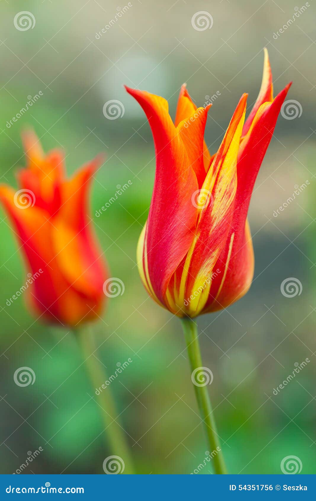 Tulip Ballade stock photo. Image of floral, color, colorful - 54351756