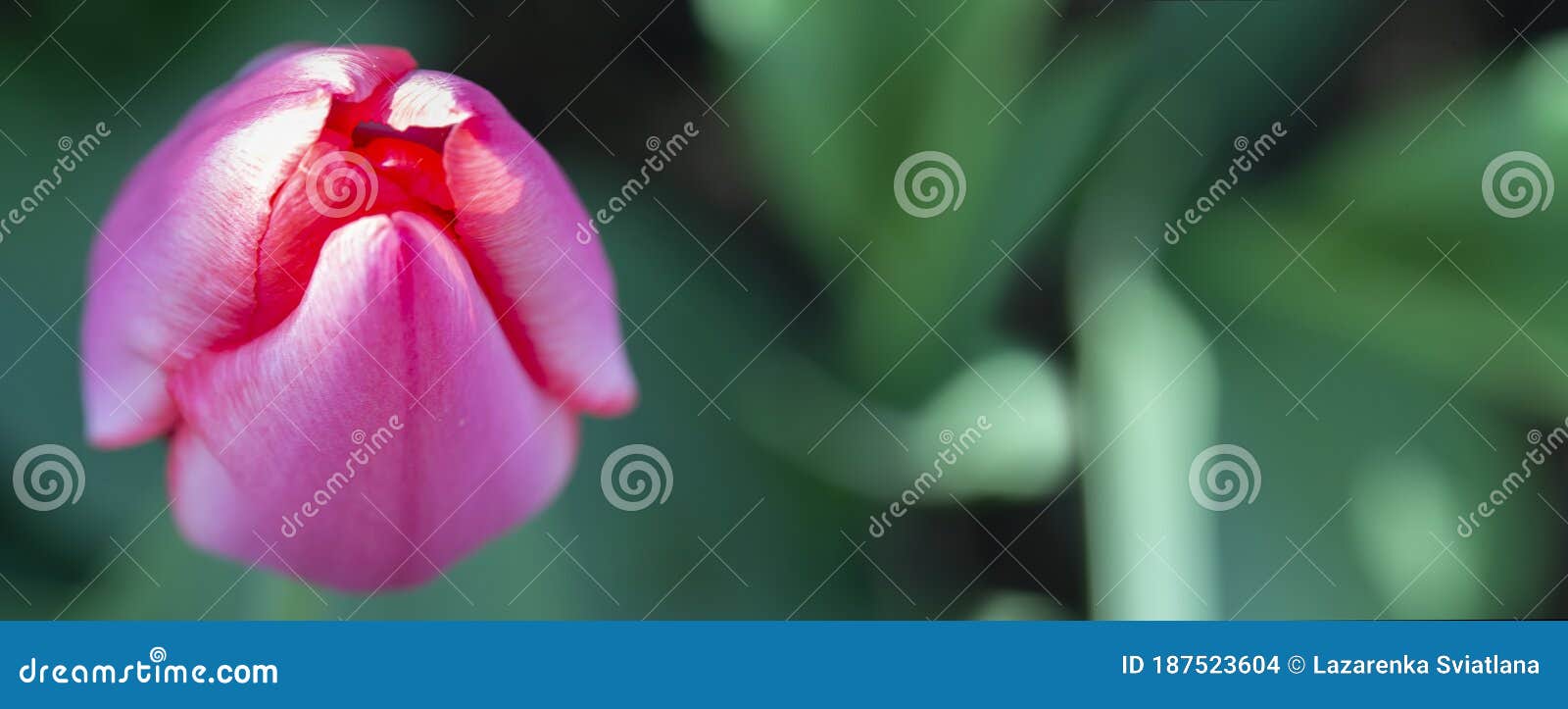 Tulip banner stock photo. Image of floral, color, beautiful - 187523604