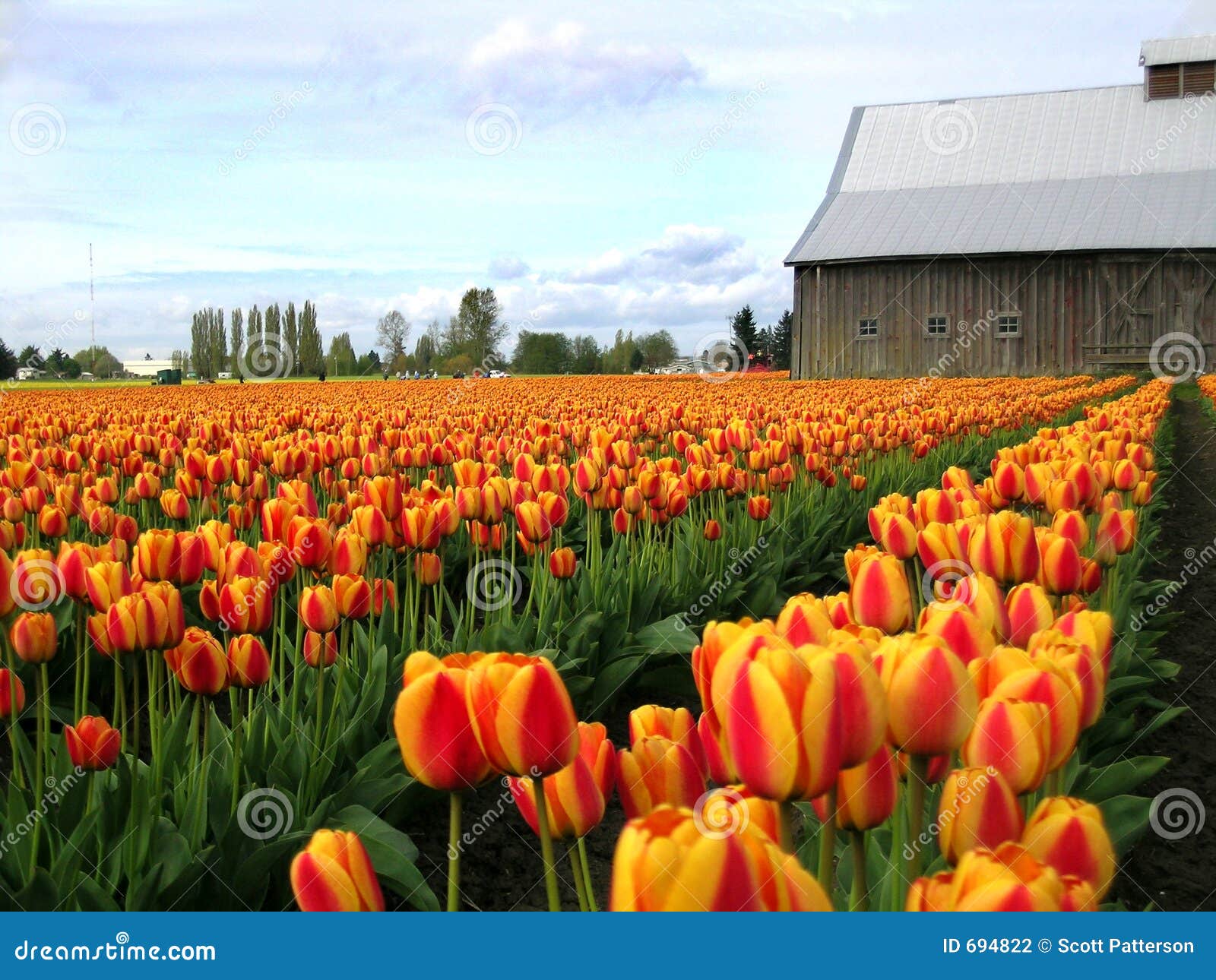 Tulip Barn and Horizon stock photo. Image of state, pacific - 694822