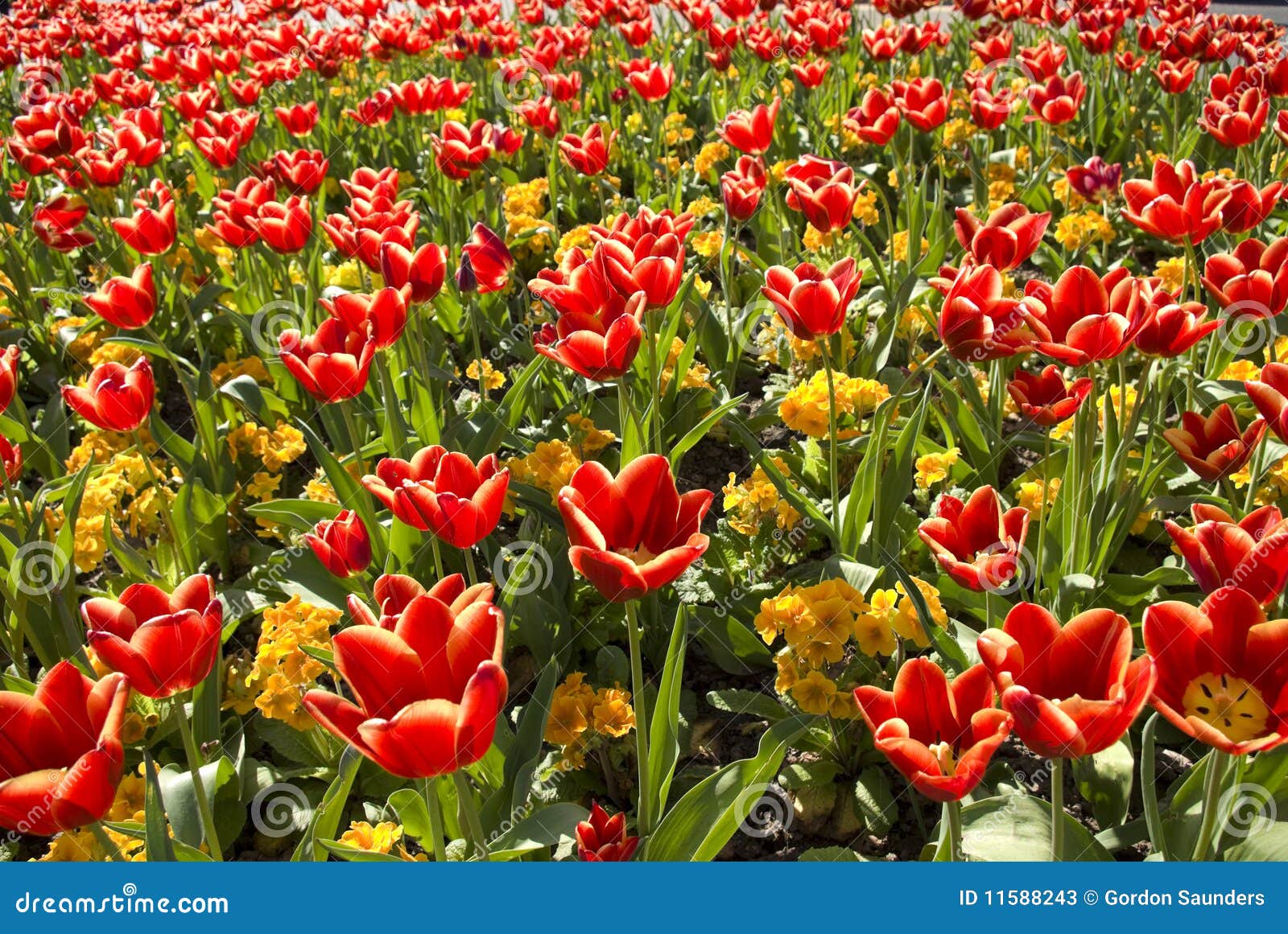 Tulip bed stock image. Image of green, floral, flower - 11588243