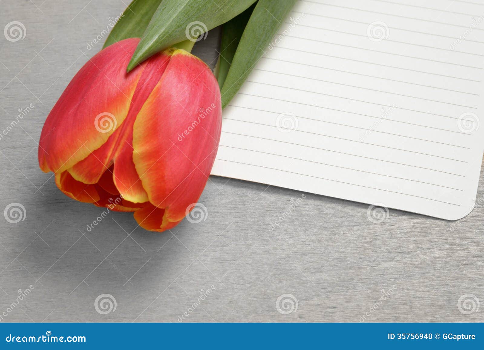 Tulip with Blank Paper Note Stock Photo - Image of frame, nature: 35756940