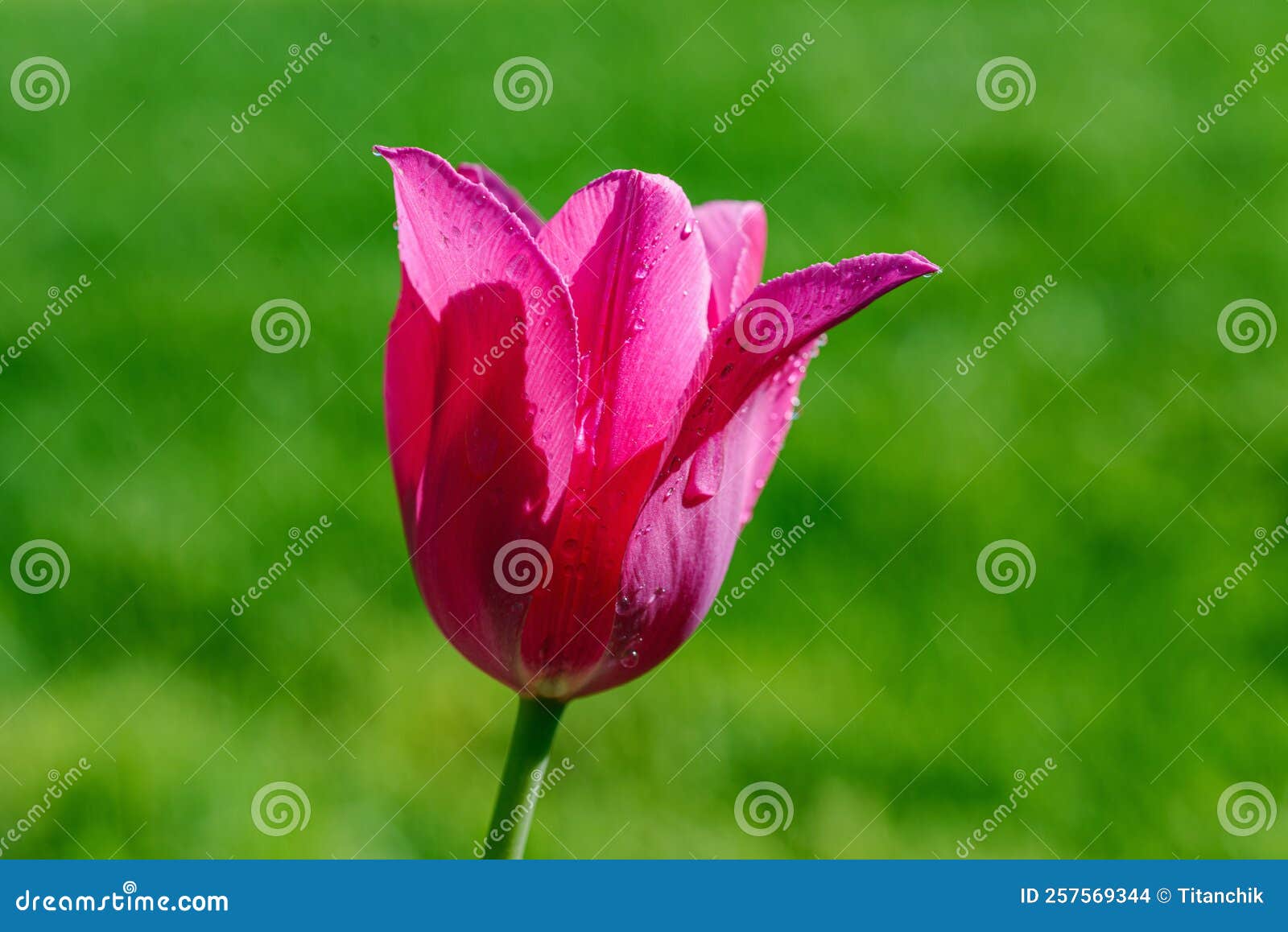 Spring Mood. Tulip- Soft Focus Stock Photo - Image of botany, park ...
