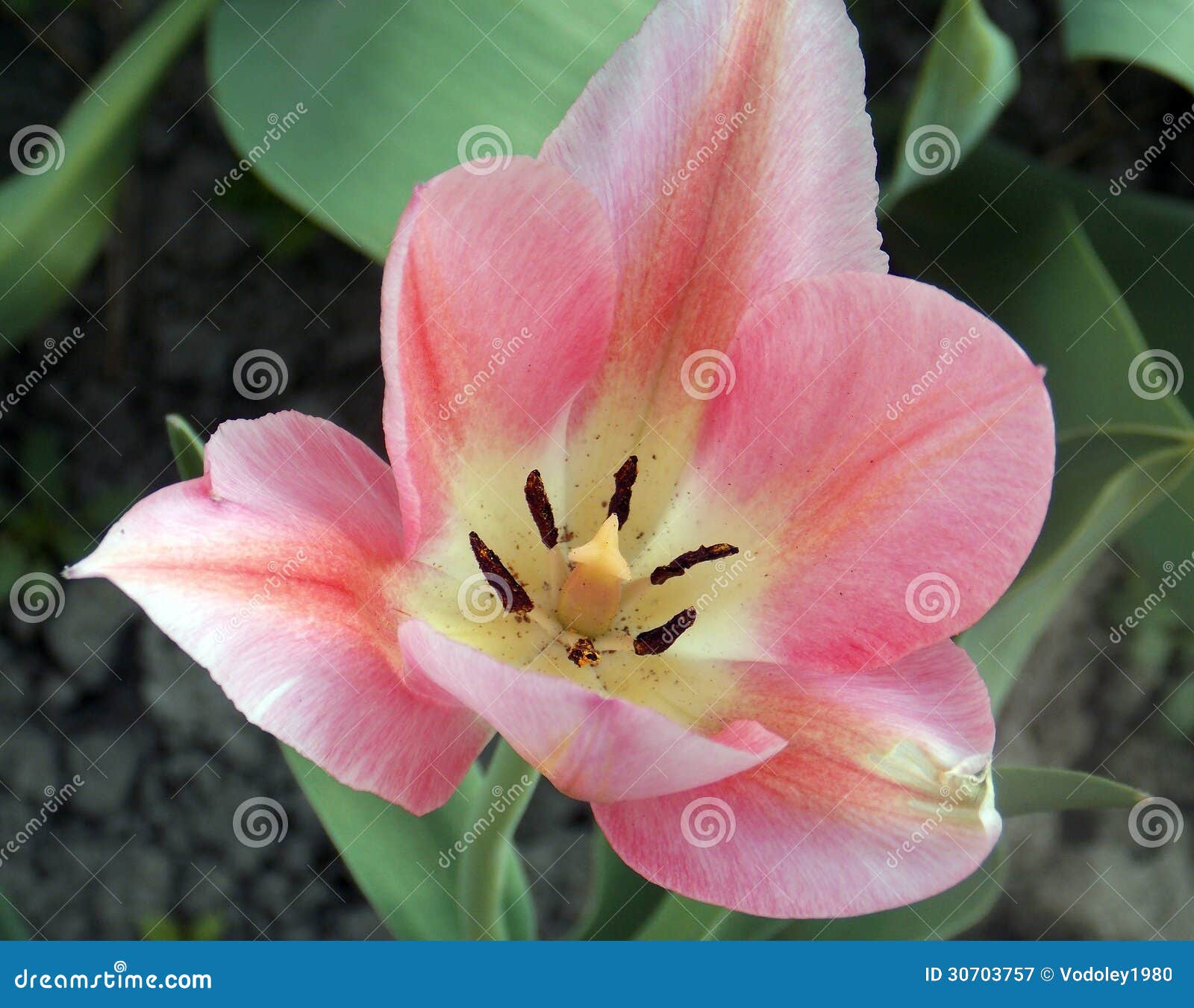 Tulip stock image. Image of pollen, macro, pollination - 30703757