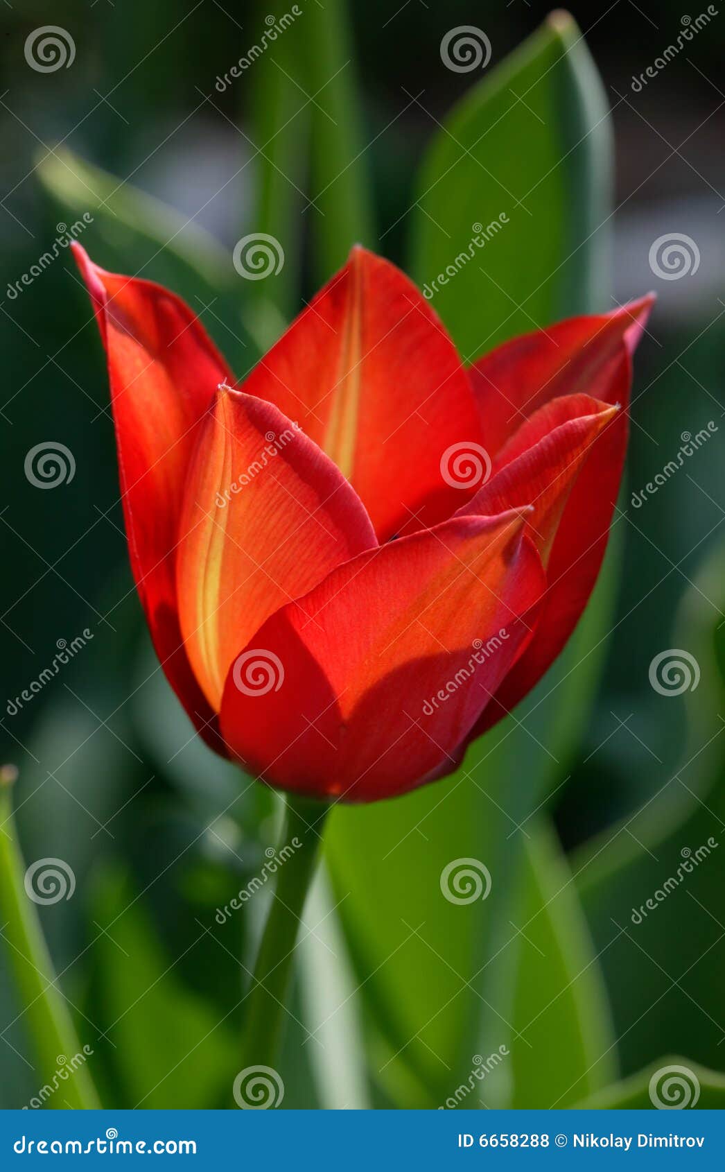 Tulip blossom flower stock photo. Image of botanical, detail - 6658288