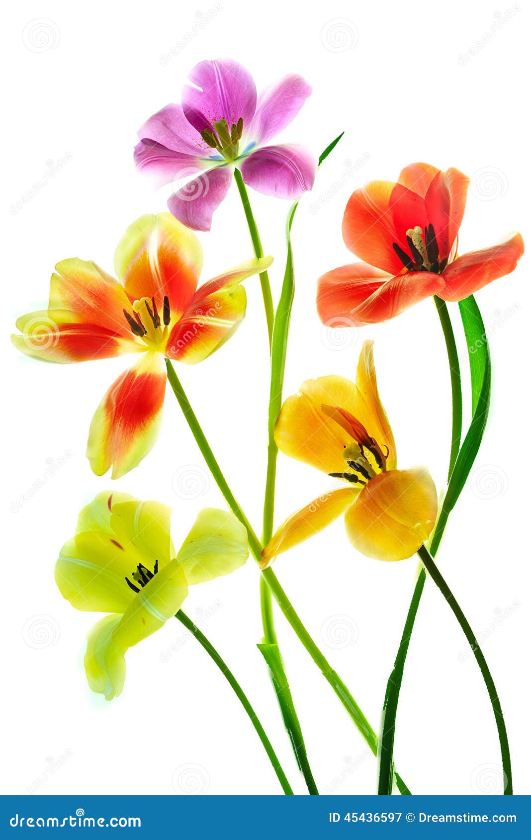 Tulip Bocquet Stock Photos - Free & Royalty-Free Stock Photos from ...