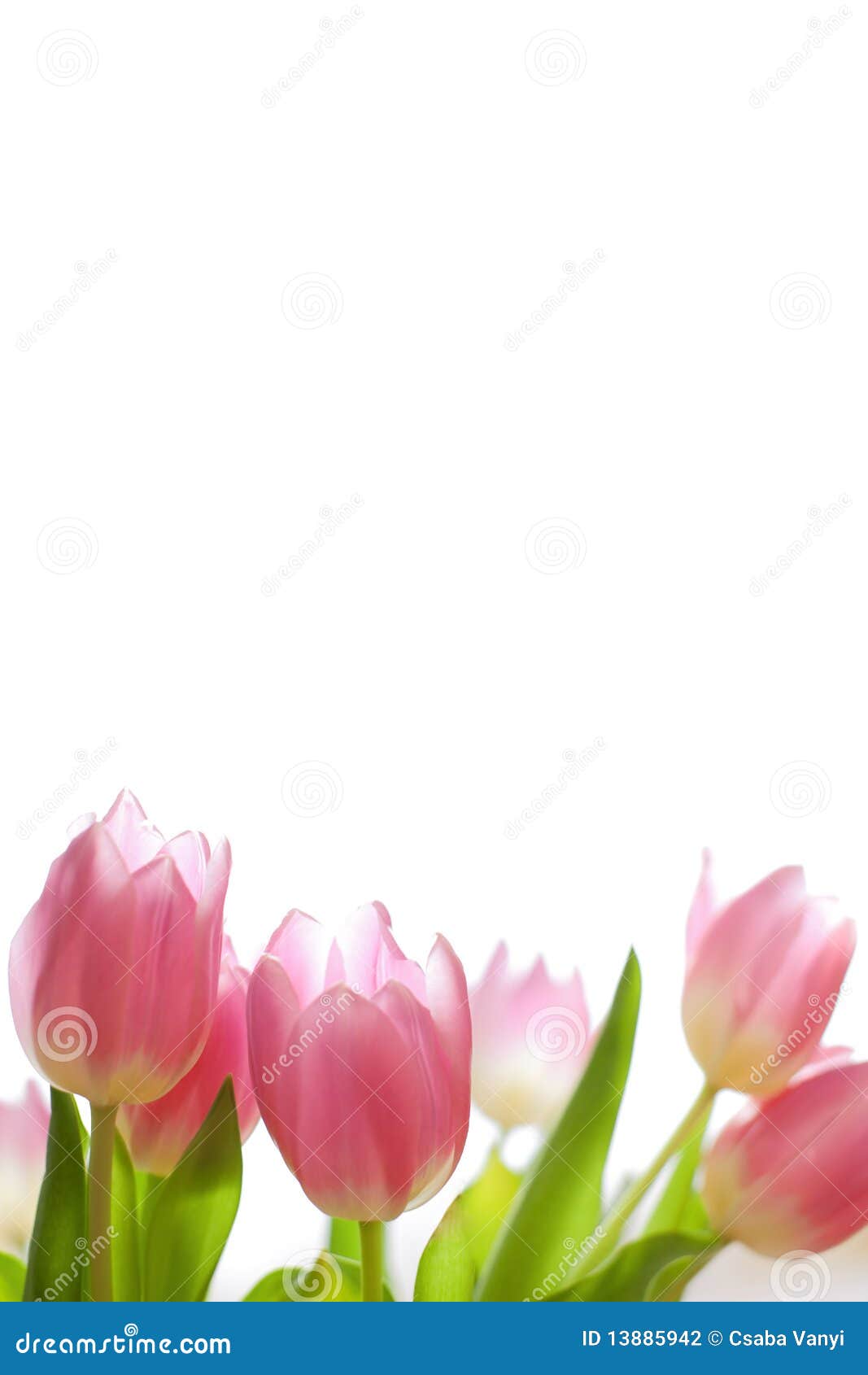 Tulip Border stock photo. Image of border, greeting, isolated - 13885942