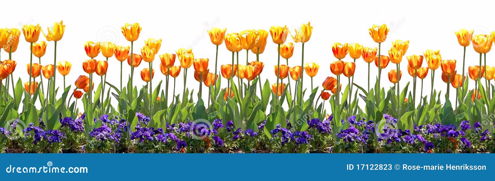 Tulip border stock image. Image of border, backlighting - 17122823