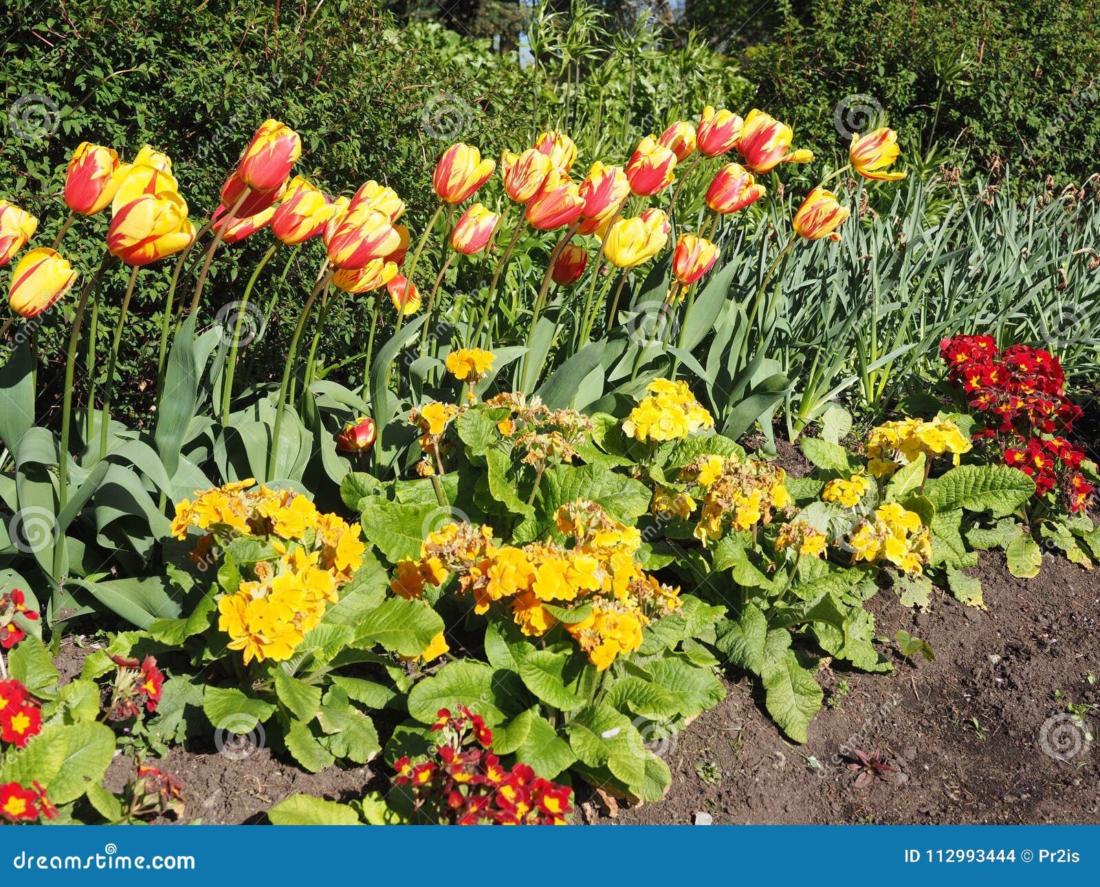 Tulip Border Royalty-Free Stock Photography | CartoonDealer.com #31194893