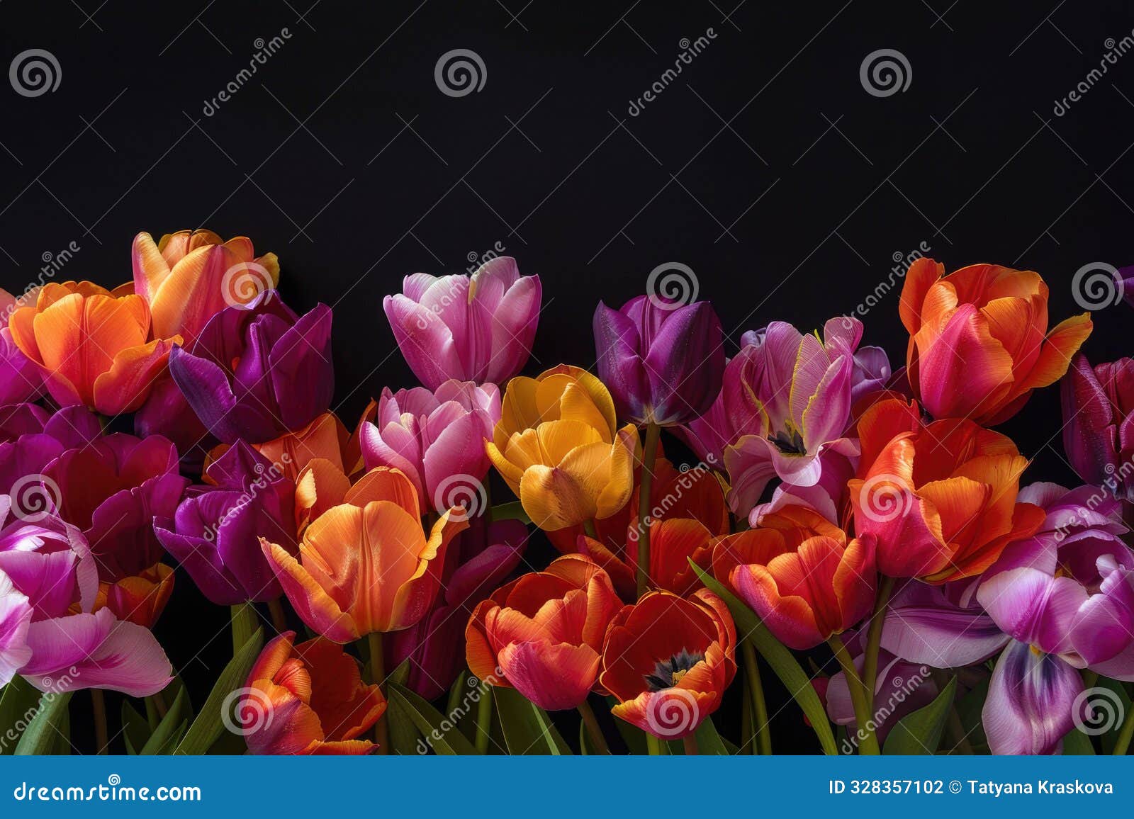 Tulip Border with Blank Space. Stock Photo - Image of layout, purple ...