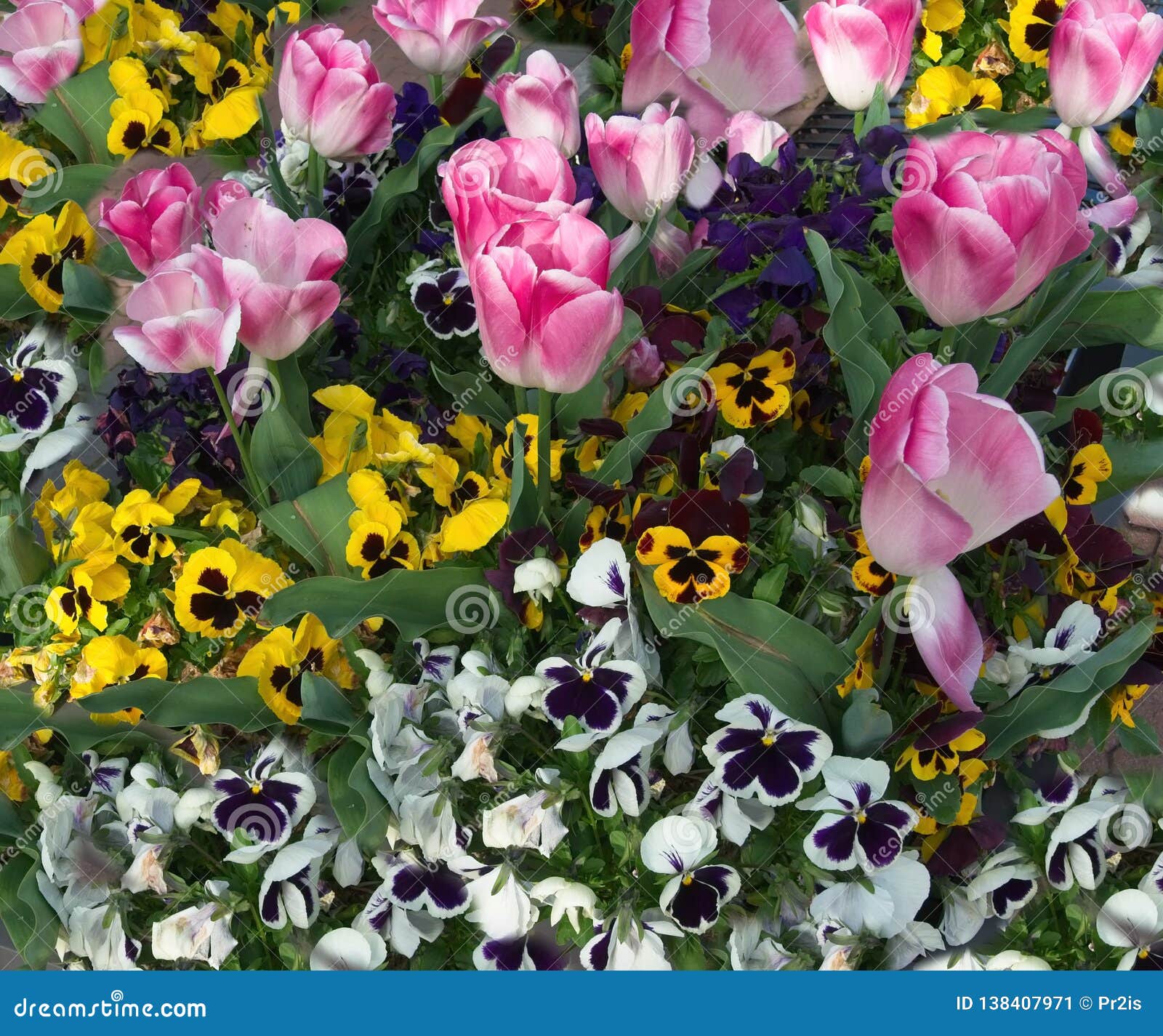 Tulip Border Stock Photo | CartoonDealer.com #138408024