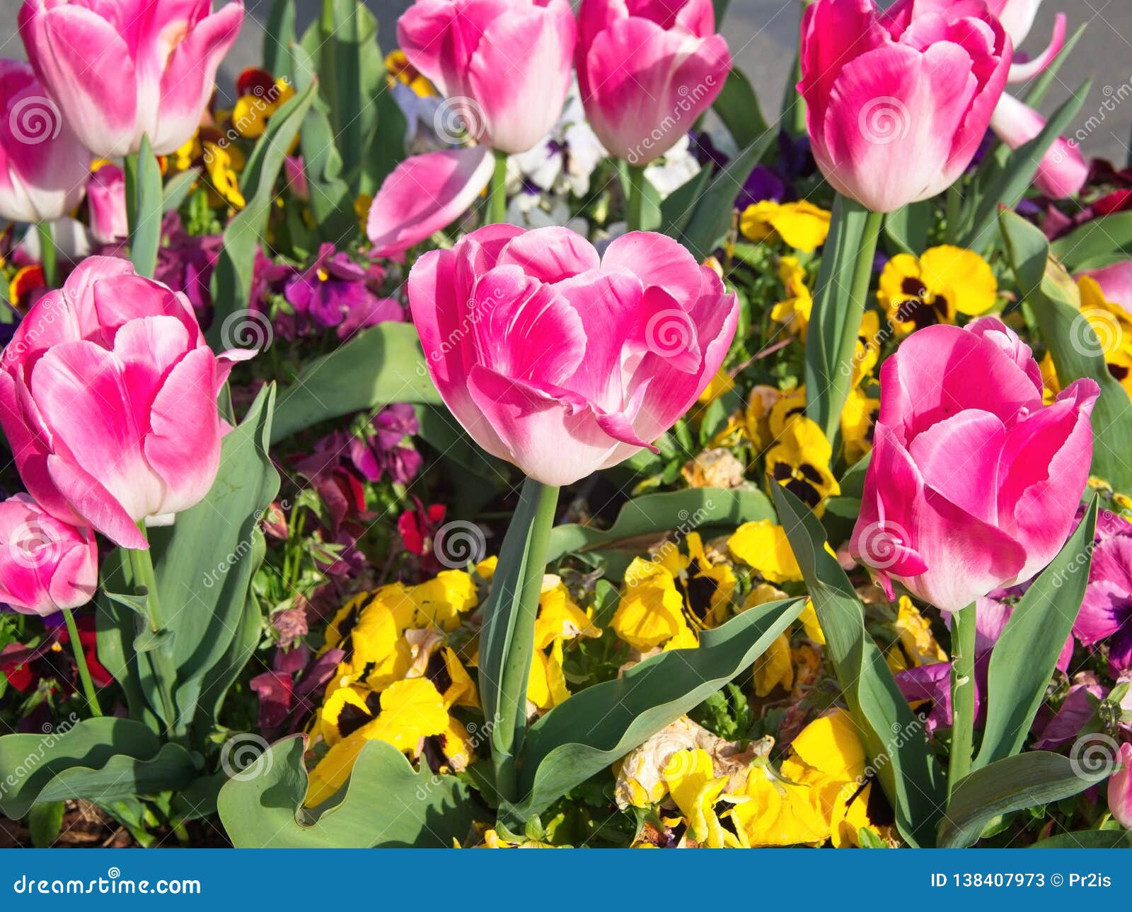 Tulip border stock image. Image of tulip, ornamental - 138407973