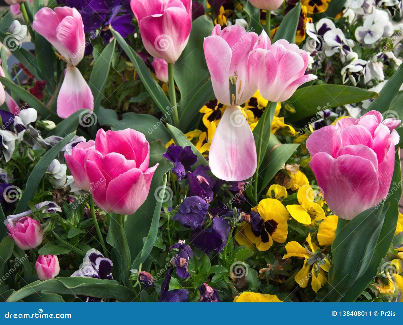 Tulip border stock image. Image of bunch, long, nature - 138408011