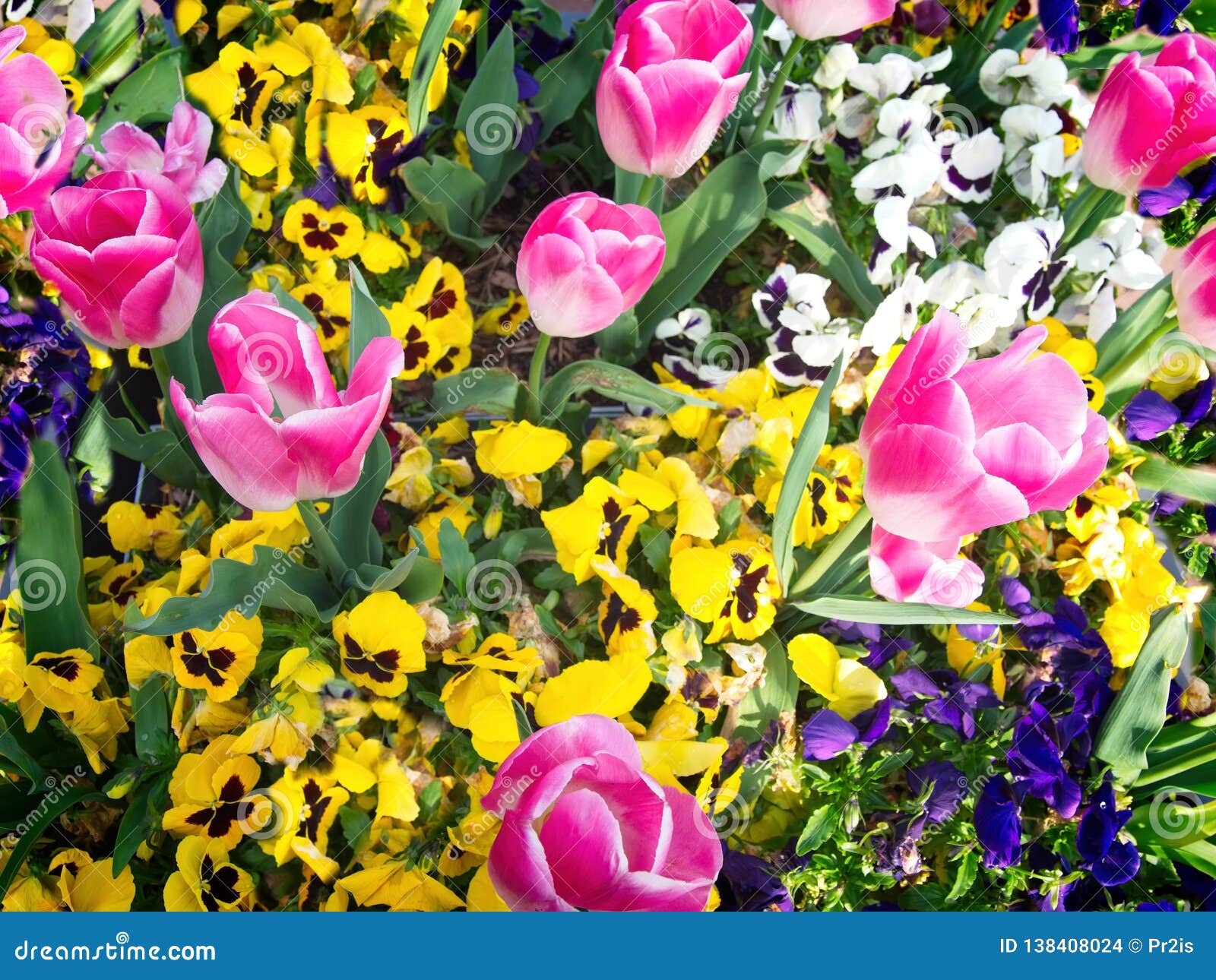 Tulip border stock photo. Image of flowerbed, bunch - 138408024