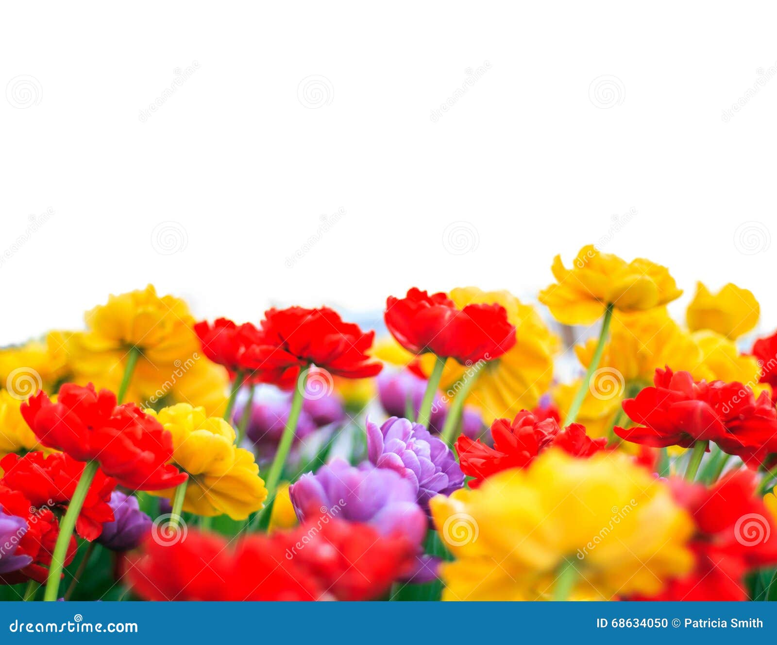 Tulip border page stock photo. Image of flora, note, nature - 68634050
