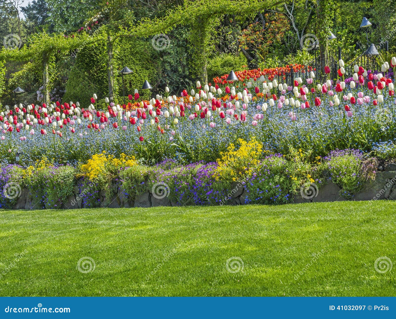 Tulip border stock image. Image of forget, blue, vegetation - 41032097