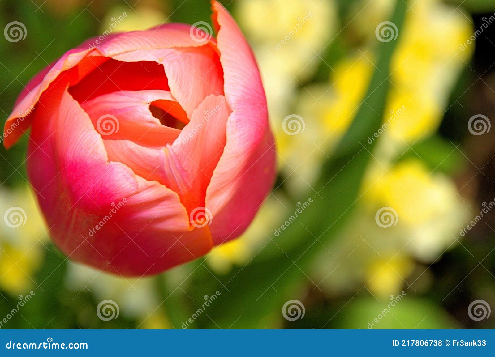 Tulip in botanic gardens stock photo. Image of nature - 217806738