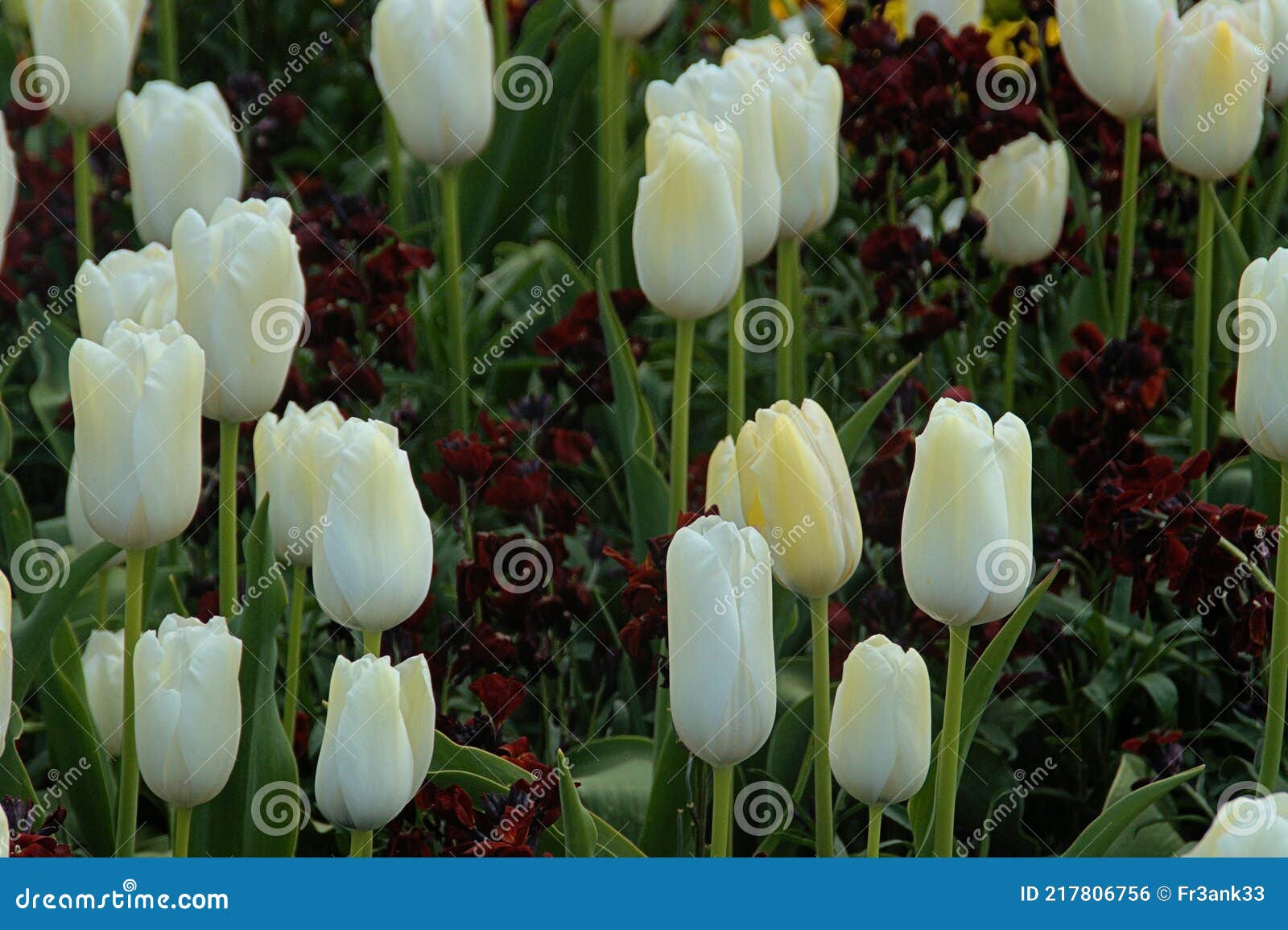 Tulip in botanic gardens stock photo. Image of blossom - 217806756