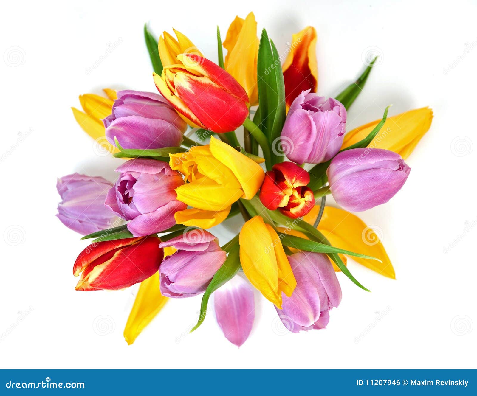 Tulip Bouquet stock photo. Image of buds, bouquet, flowers - 11207946