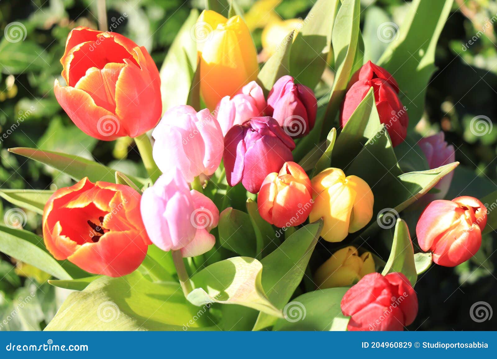 Tulip Bouquet in Mixed Colors Stock Image - Image of flowers, pink ...