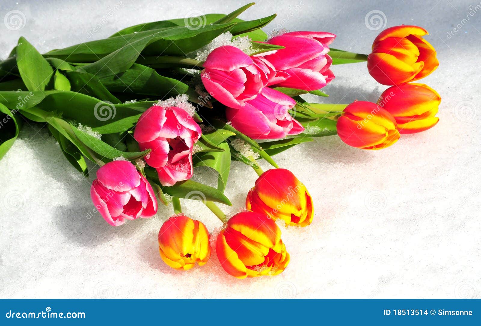 Tulip Bouquet Spring Easter Snow Stock Photo - Image of easter, nature ...