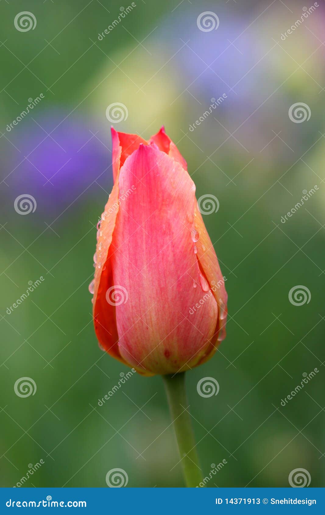 Tulip bud stock image. Image of pink, tulip, petal, flower - 14371913