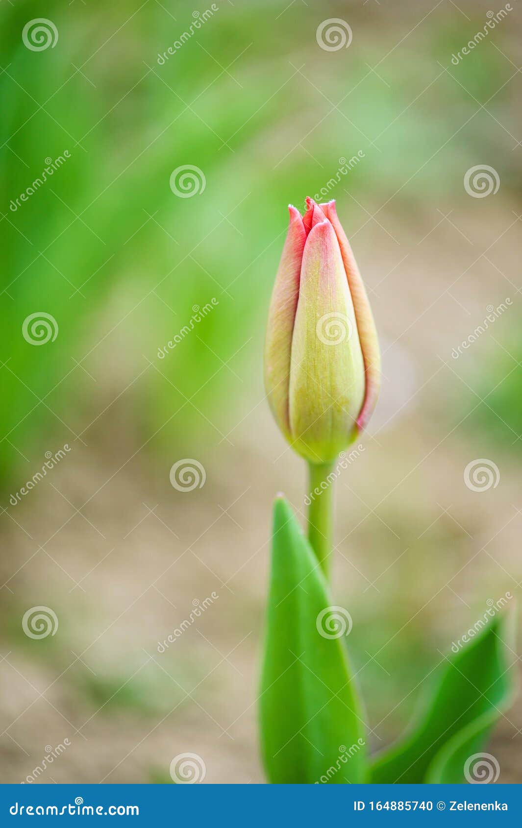 Tulip bud stock photo. Image of garden, colorful, green - 164885740