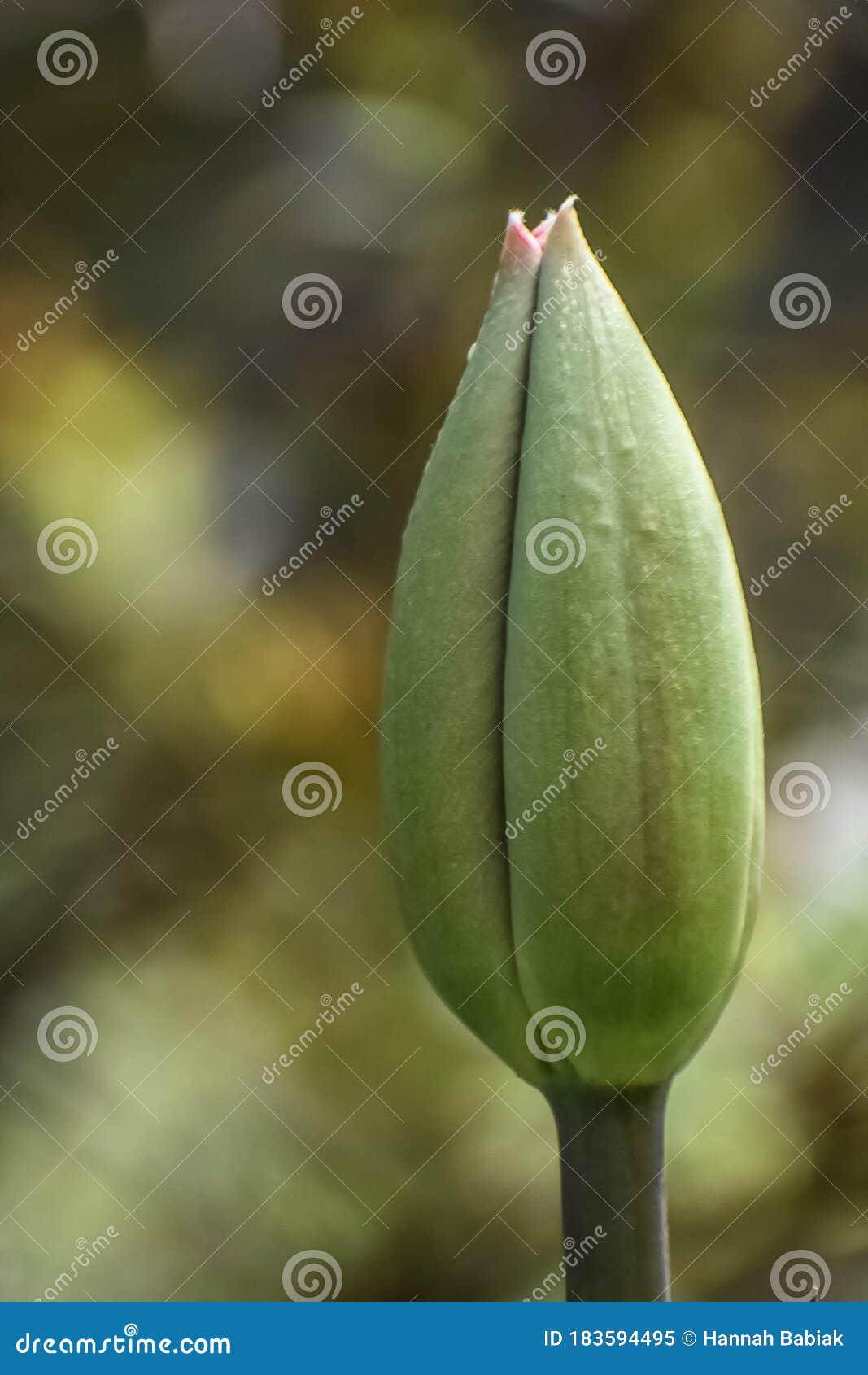 Tulip Buds with Pink at the Tip Stock Image - Image of bulbs ...