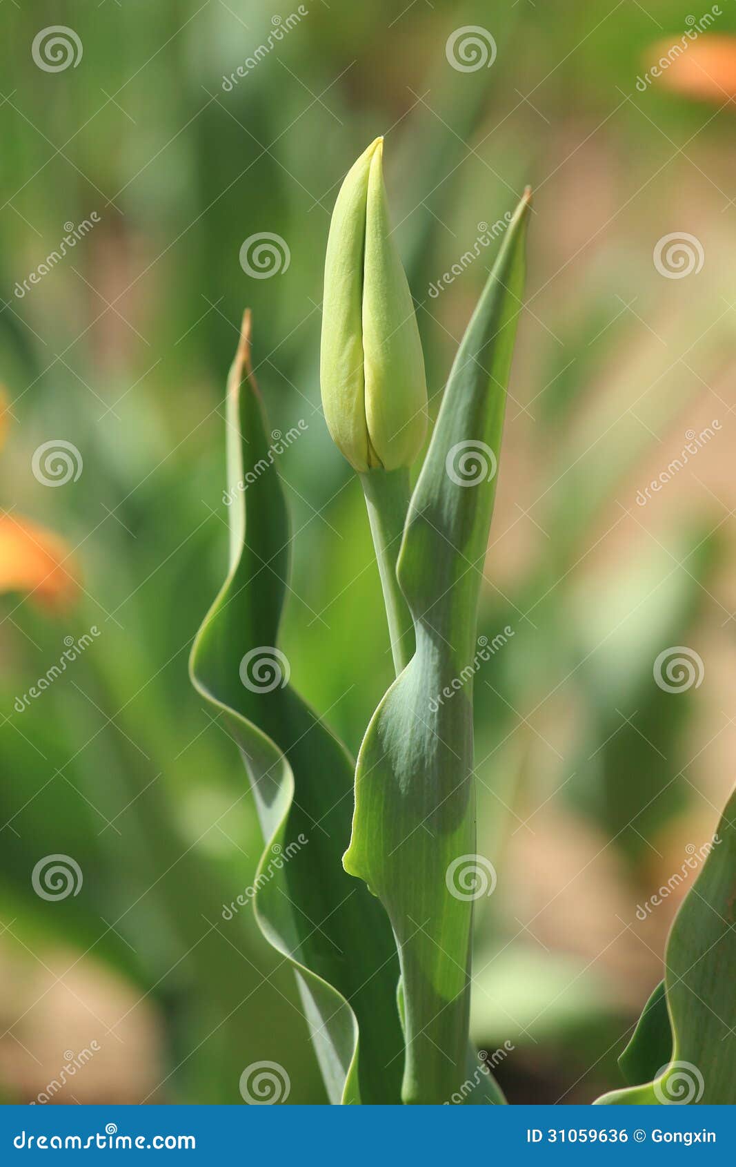 Tulip bud stock photo. Image of colors, flowers, tulips - 31059636