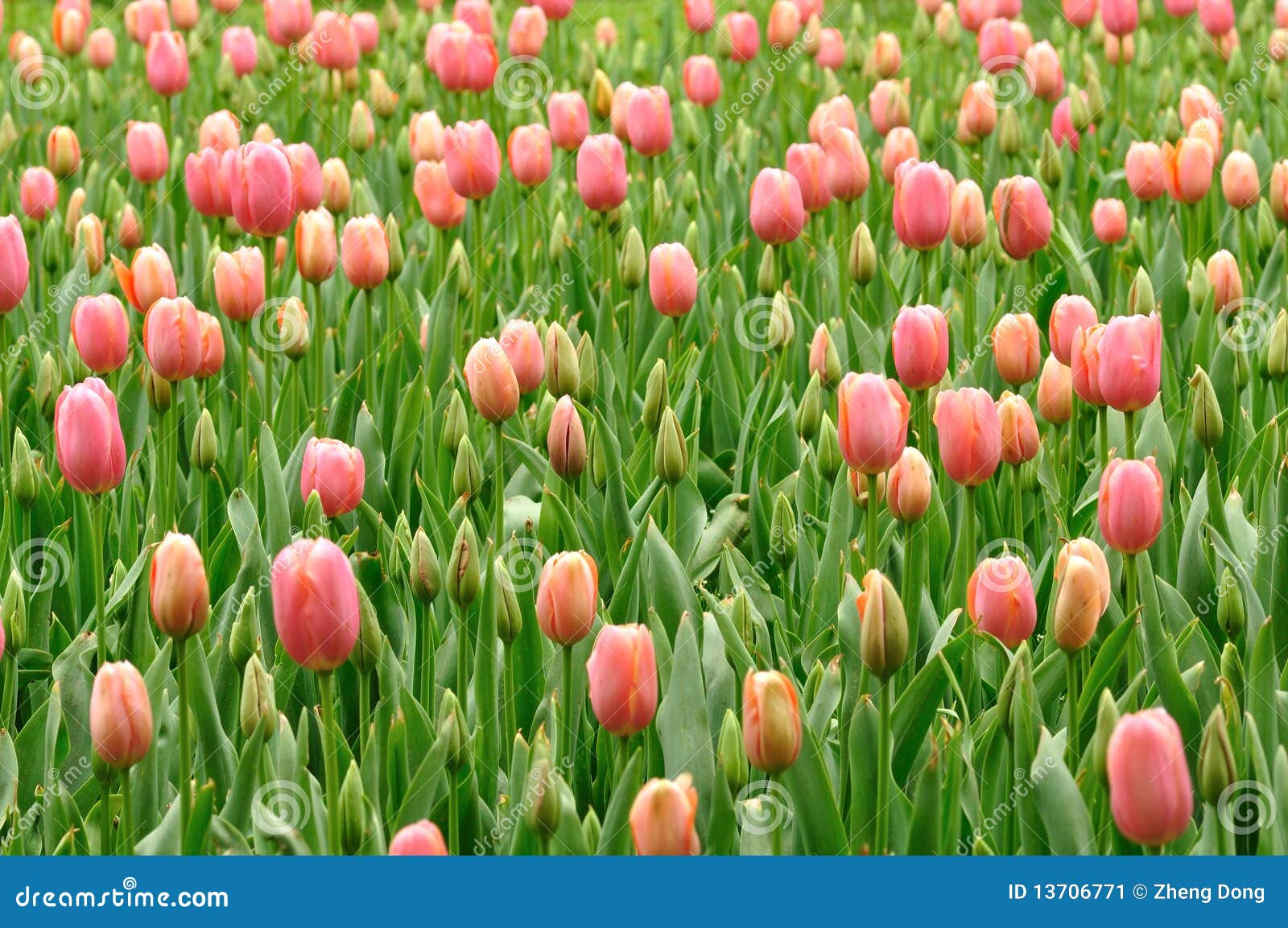 Tulip buds stock image. Image of green, willow, bloom - 13706771