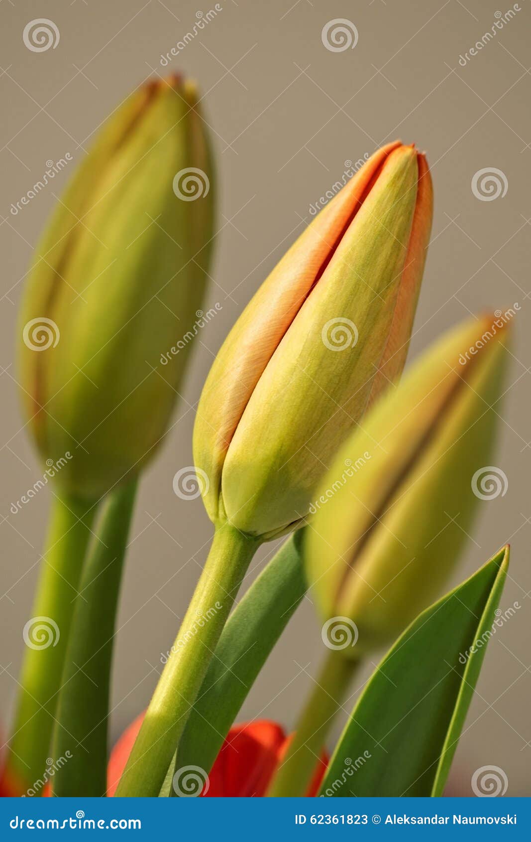 Tulip Buds imagen de archivo. Imagen de gris, belleza - 62361823