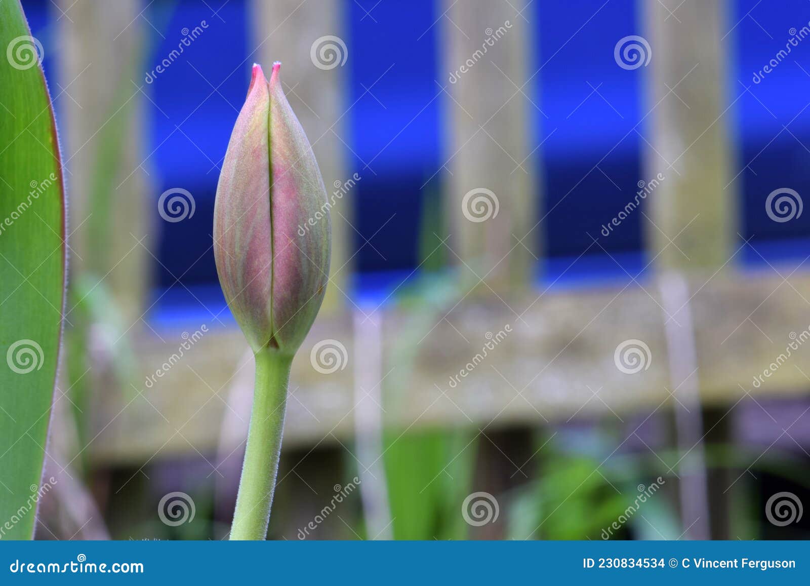 Tulip Bulb on Blue 01 stock photo. Image of wildflower - 230834534
