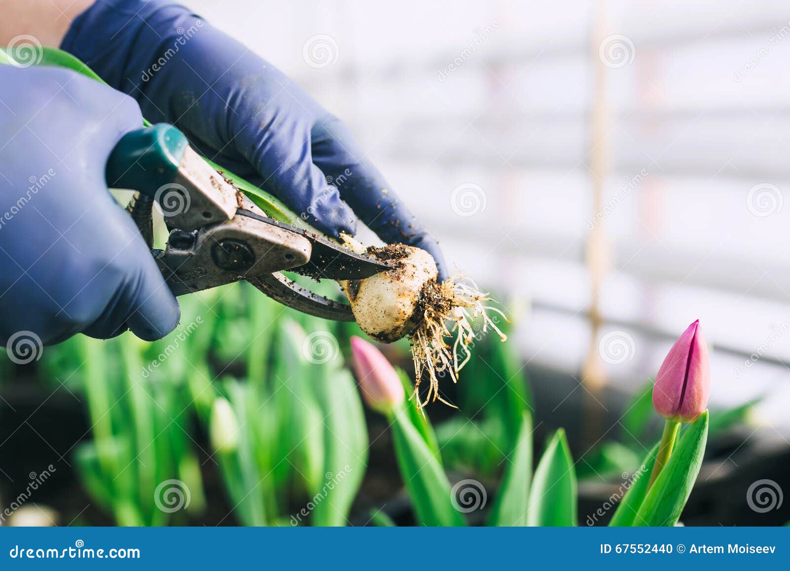 Tulip Bulb Cut Pruner Stock Photos - Free & Royalty-Free Stock Photos ...