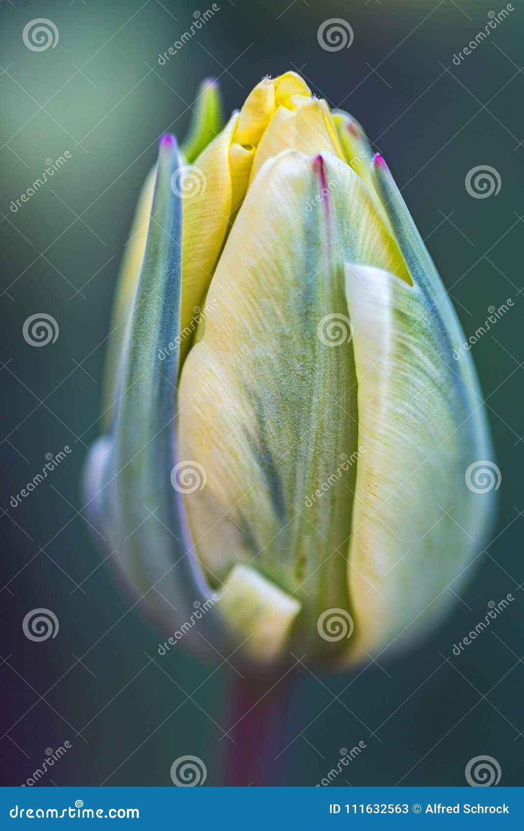 Tulip Bulb Emerging stock image. Image of plant, bulb - 111632563