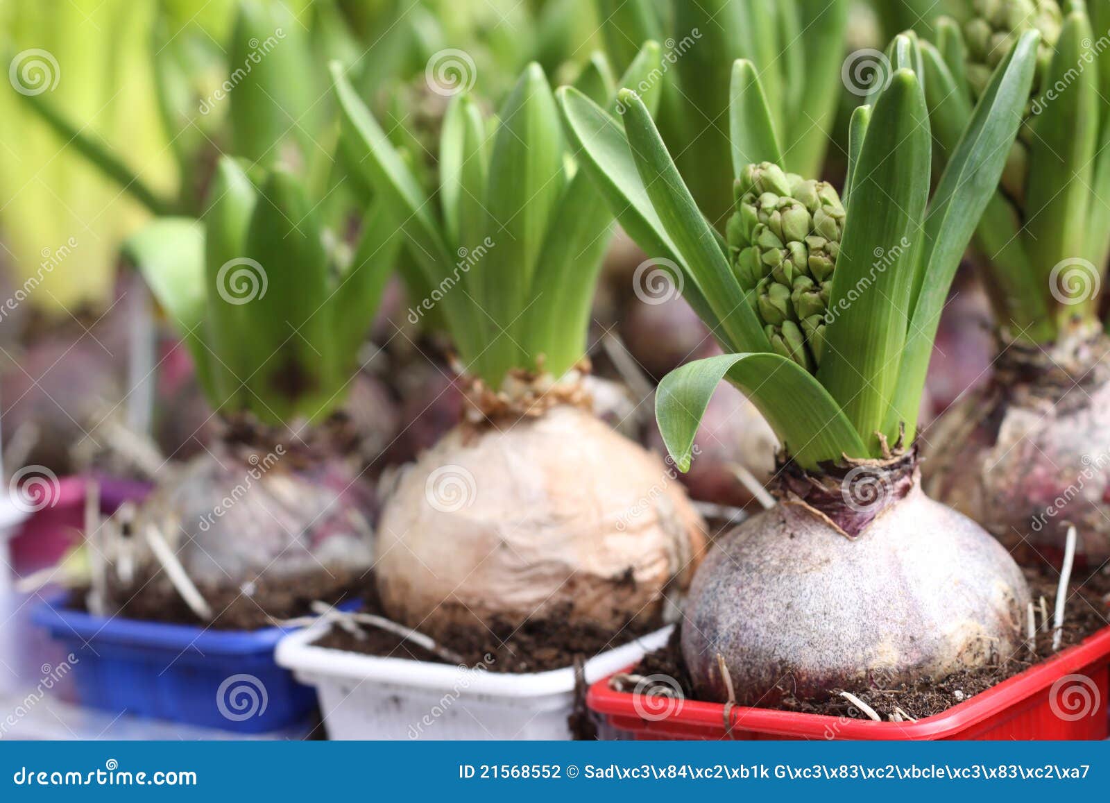 Tulip Bulbs stock photo. Image of growth, brown, life - 21568552