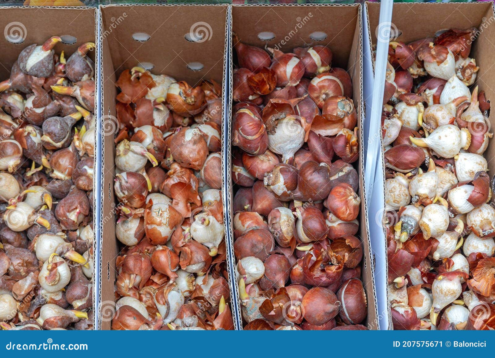 Tulip Bulbs Box stock image. Image of natural, gardening - 207575671