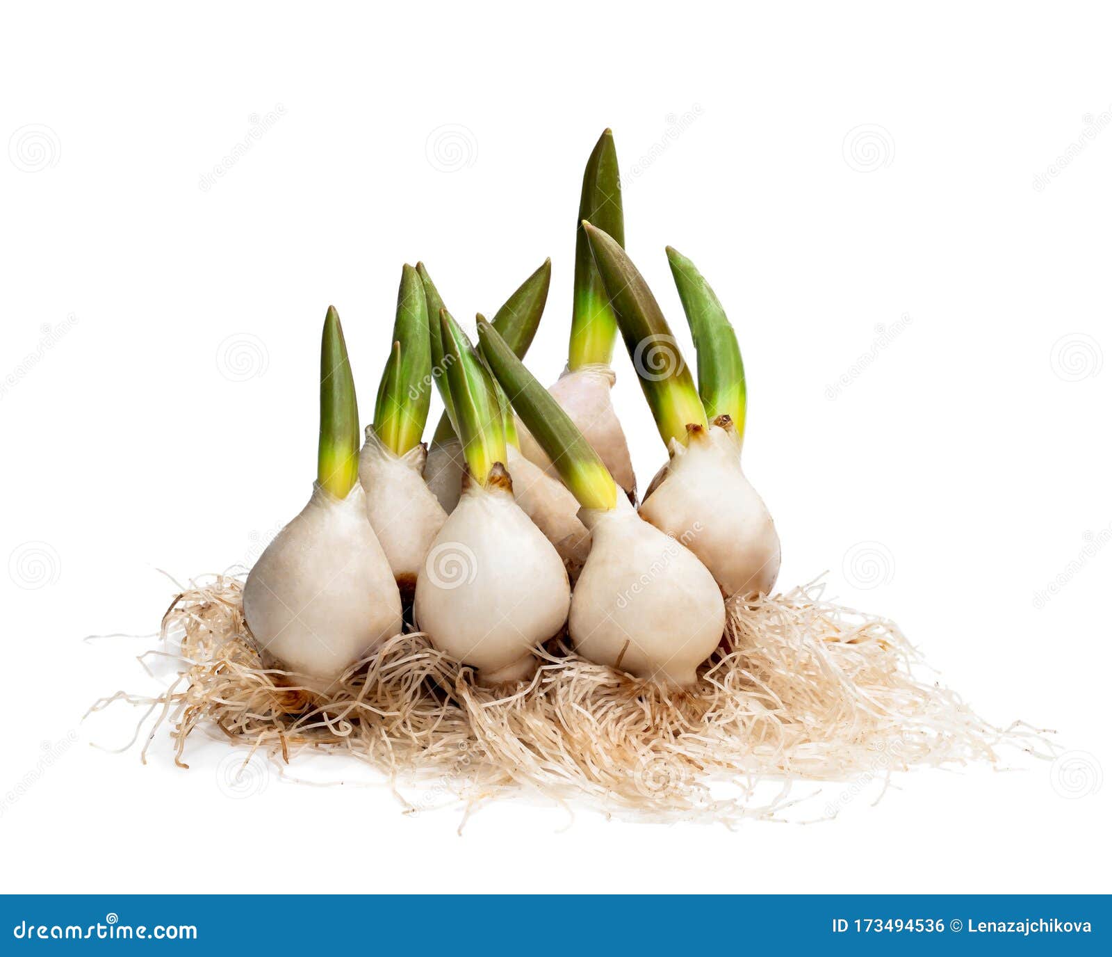 Tulip Bulbs with Roots Isolated on White Stock Photo - Image of seed ...