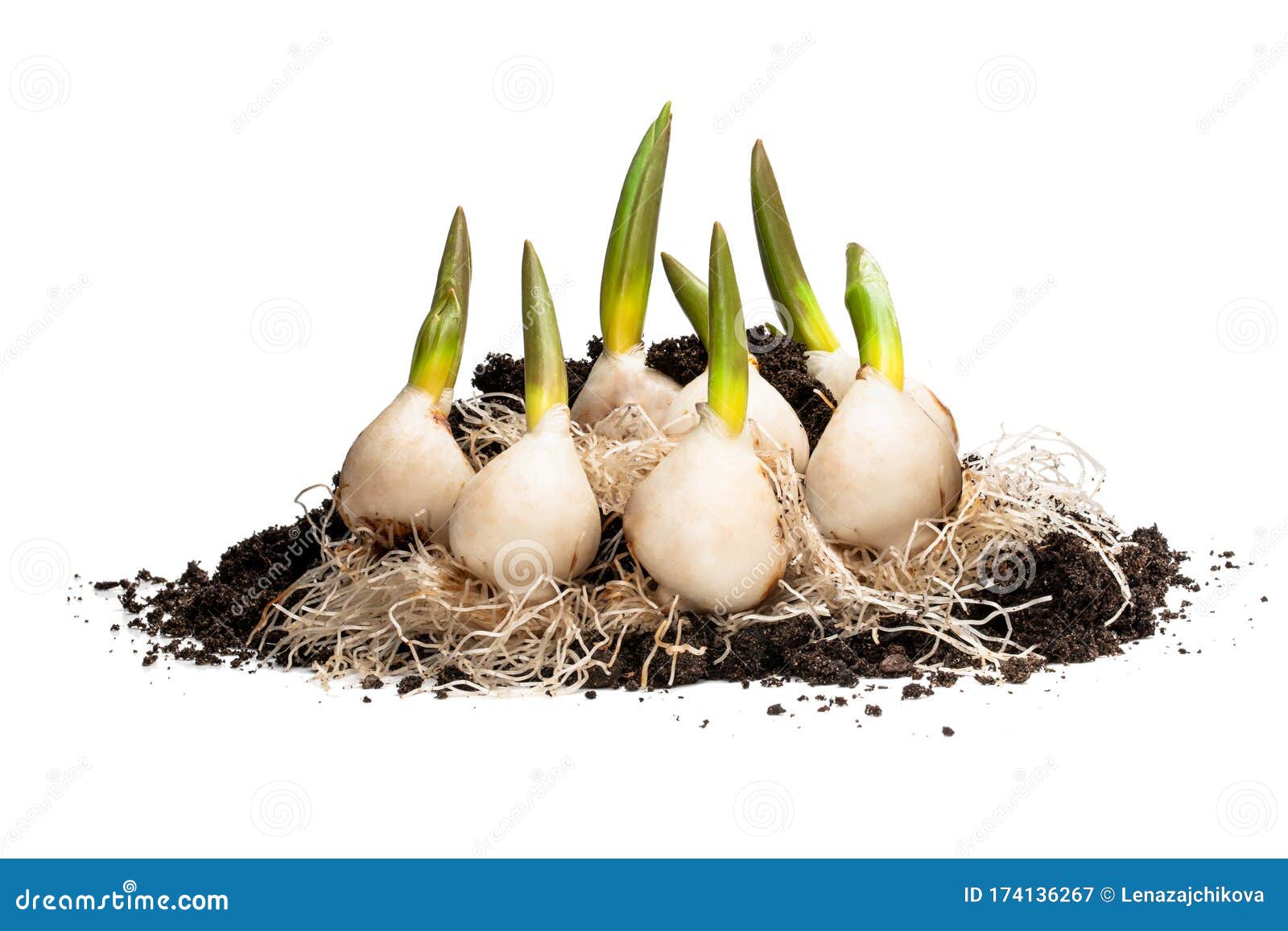 Tulip Bulbs with Roots Isolated on White Stock Image - Image of bulb ...