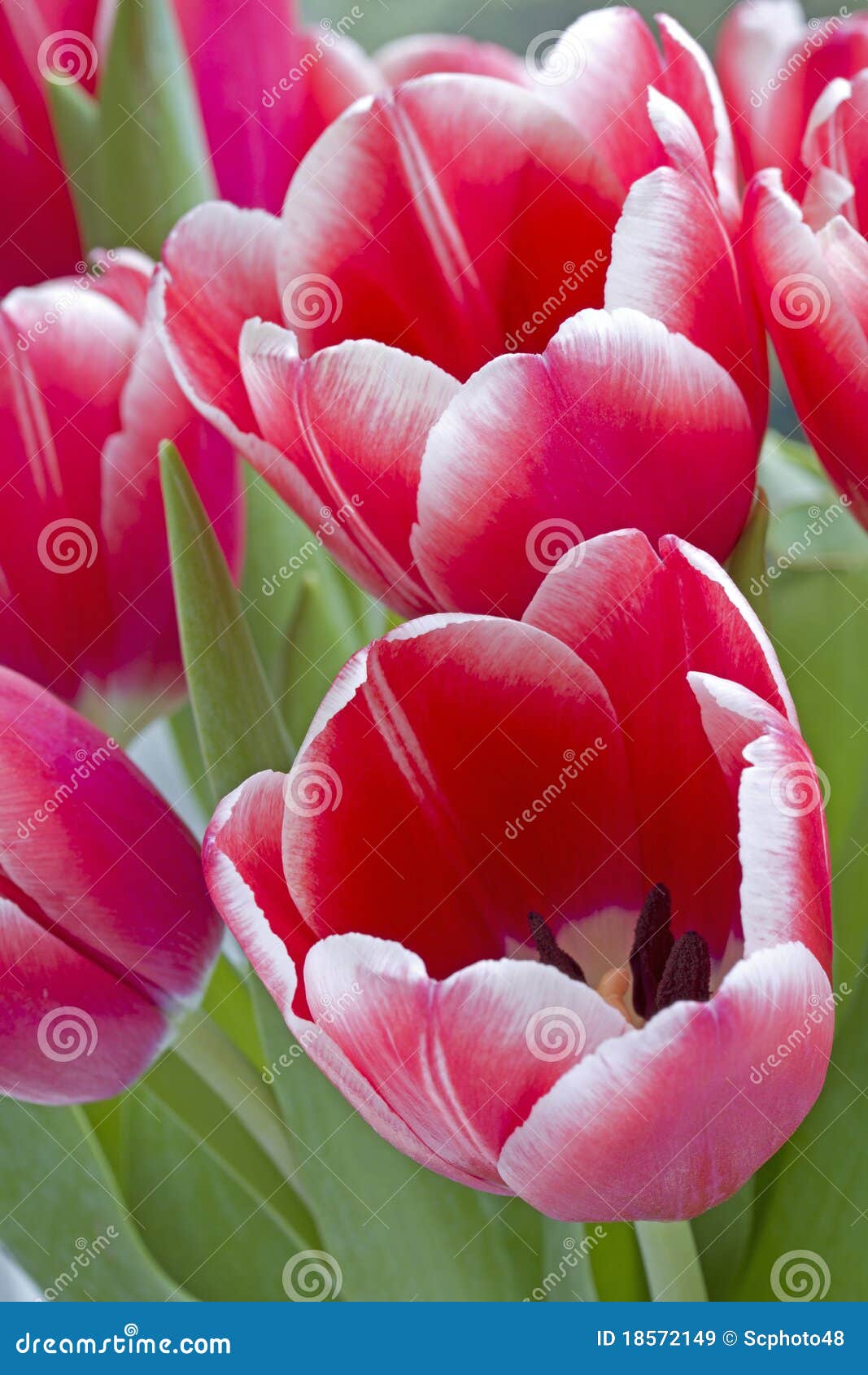 Tulip bunch stock image. Image of large, color, beauty - 18572149