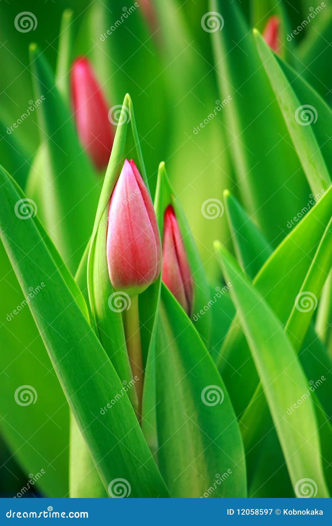 Tulip bust out stock image. Image of leaf, season, petal - 12058597