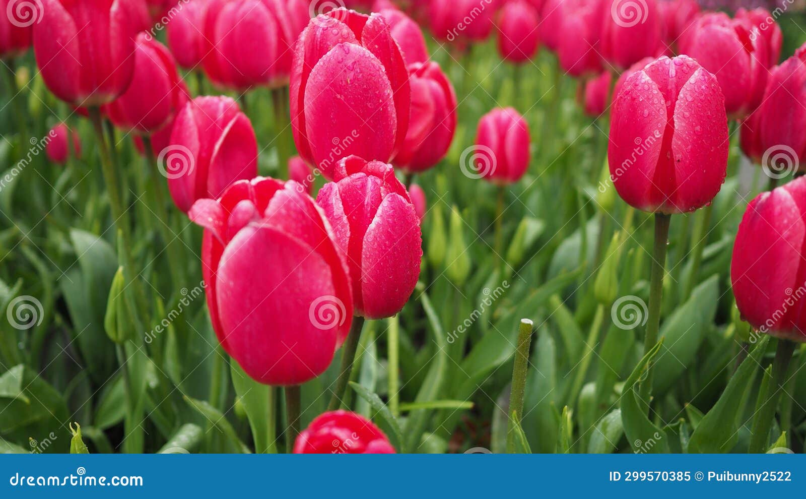 Tulip Called Rosy Delight or Mariette in Pink Color Stock Image - Image ...